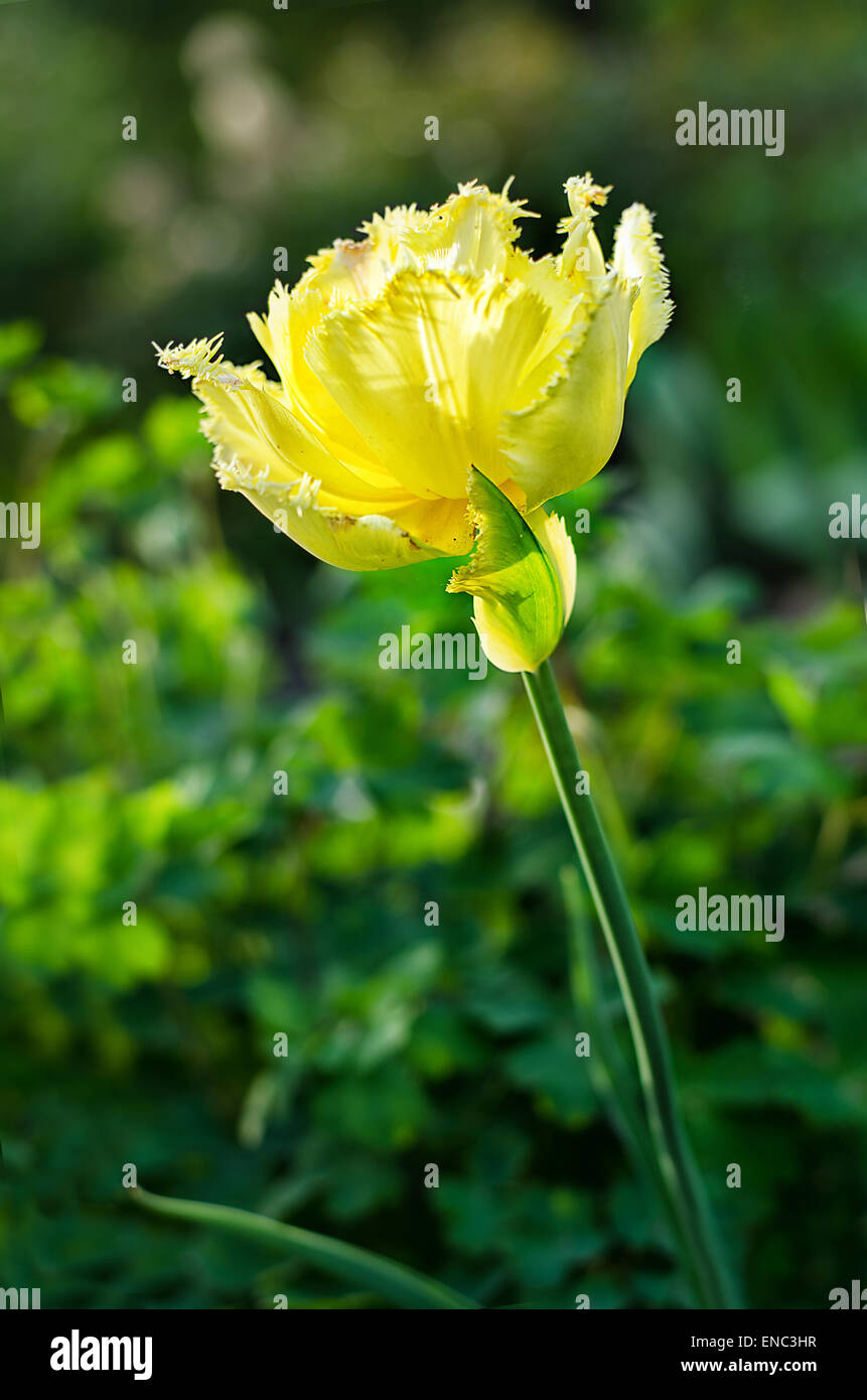 Variety yellow flowers hi-res stock photography and images - Alamy