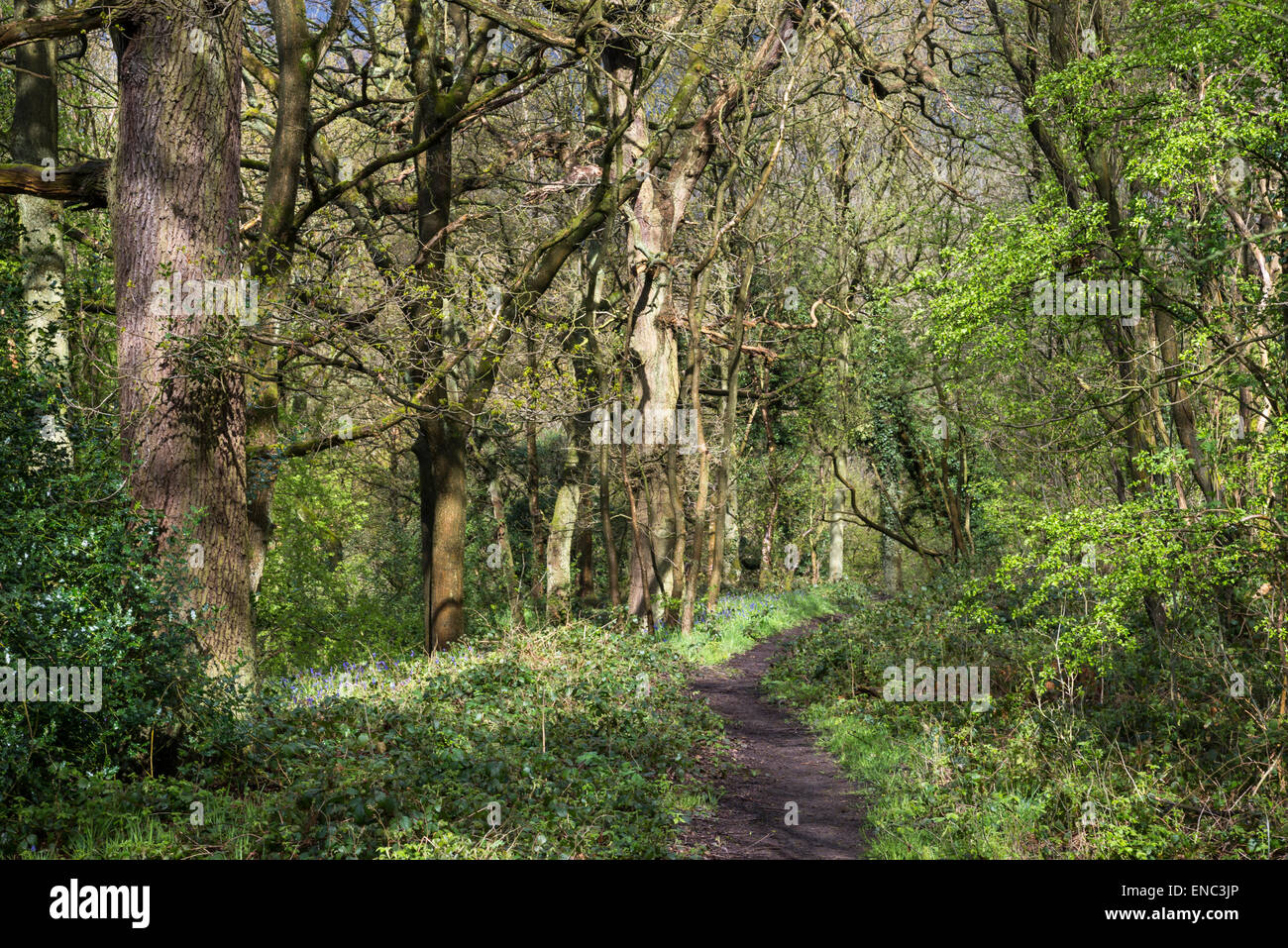 Sunlight in woods in spring hi-res stock photography and images - Alamy