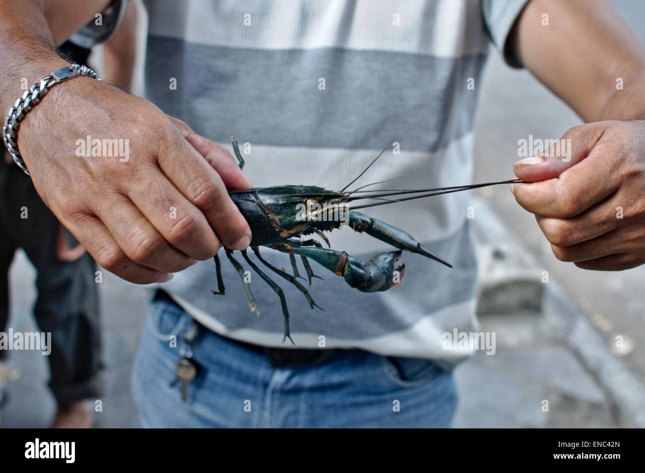 The long antennas of a large crawdad from Tondano Lake are displayed on ...