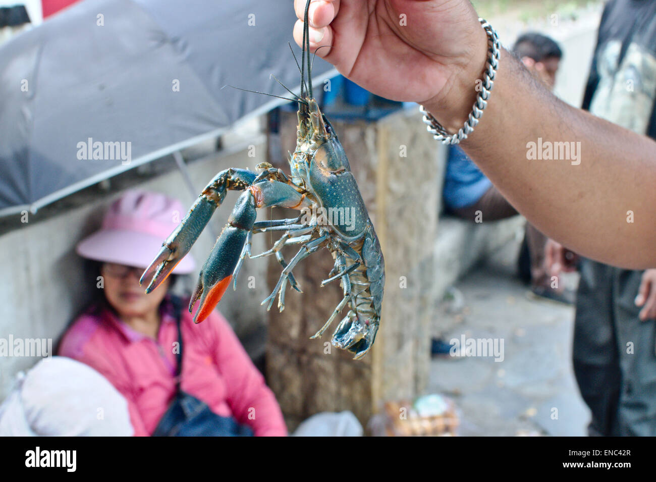 Crawdad hi-res stock photography and images - Alamy