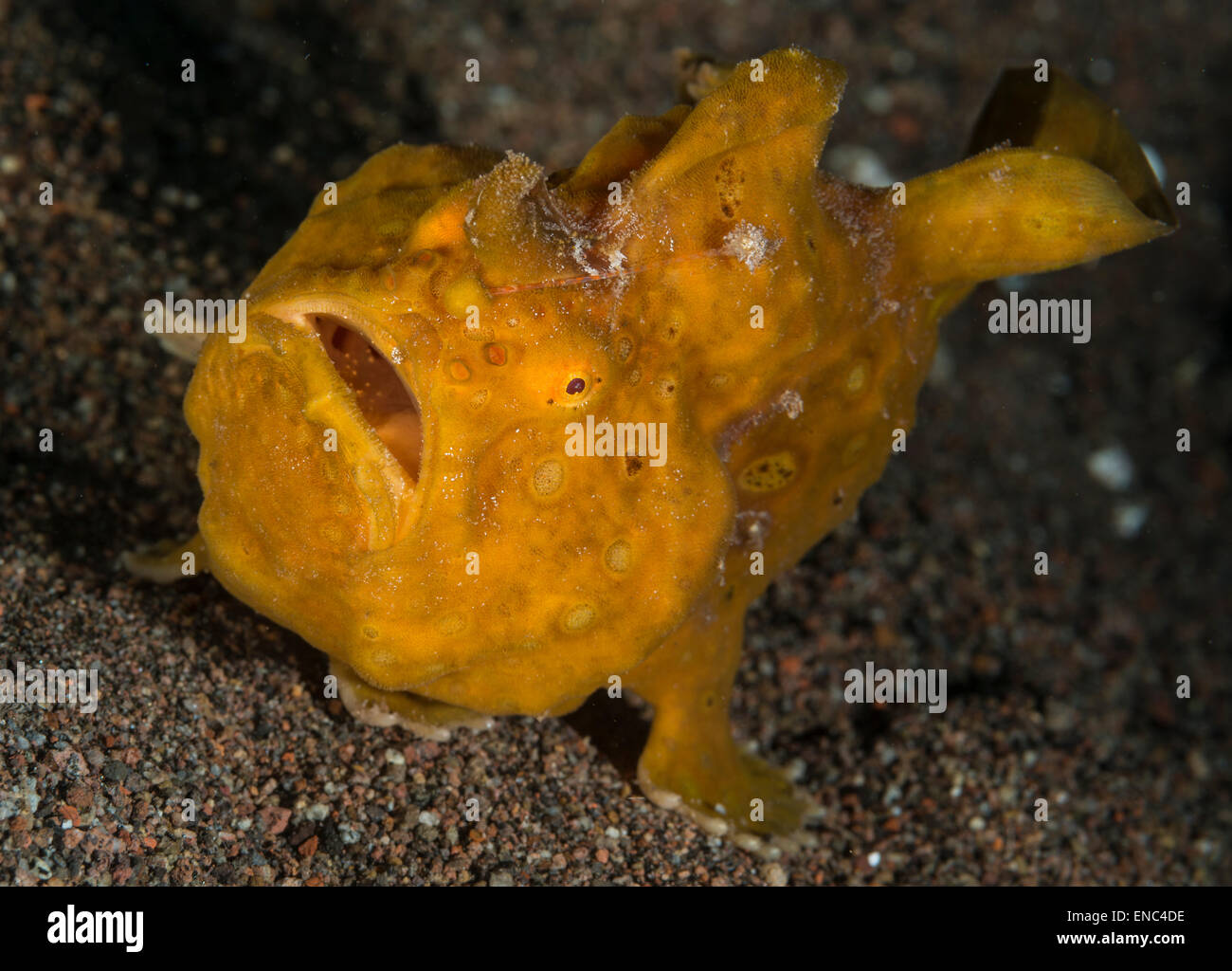 Juvenile yellow painted frogfish on a coral Stock Photo - Alamy
