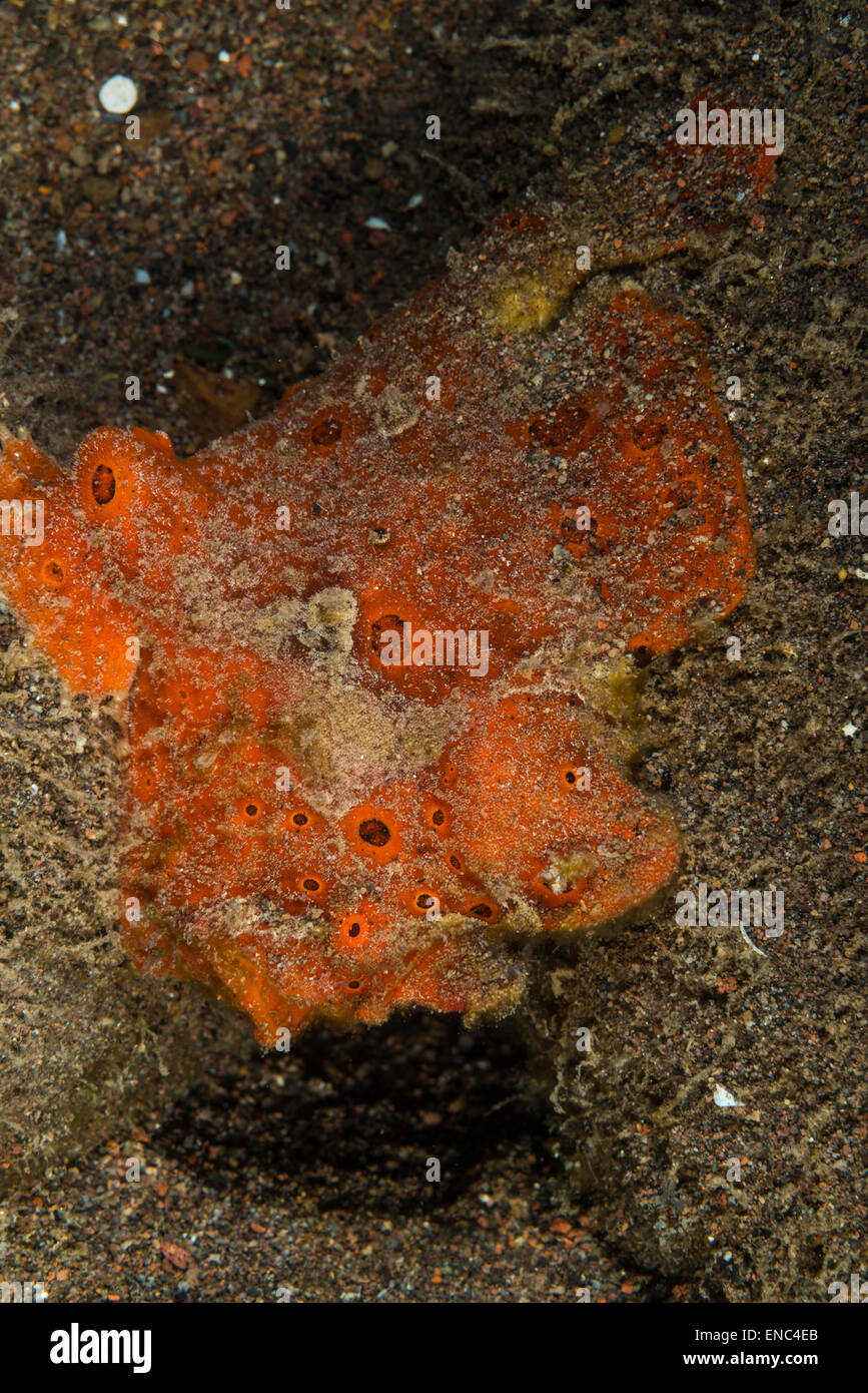 Spotted frogfish hi-res stock photography and images - Alamy