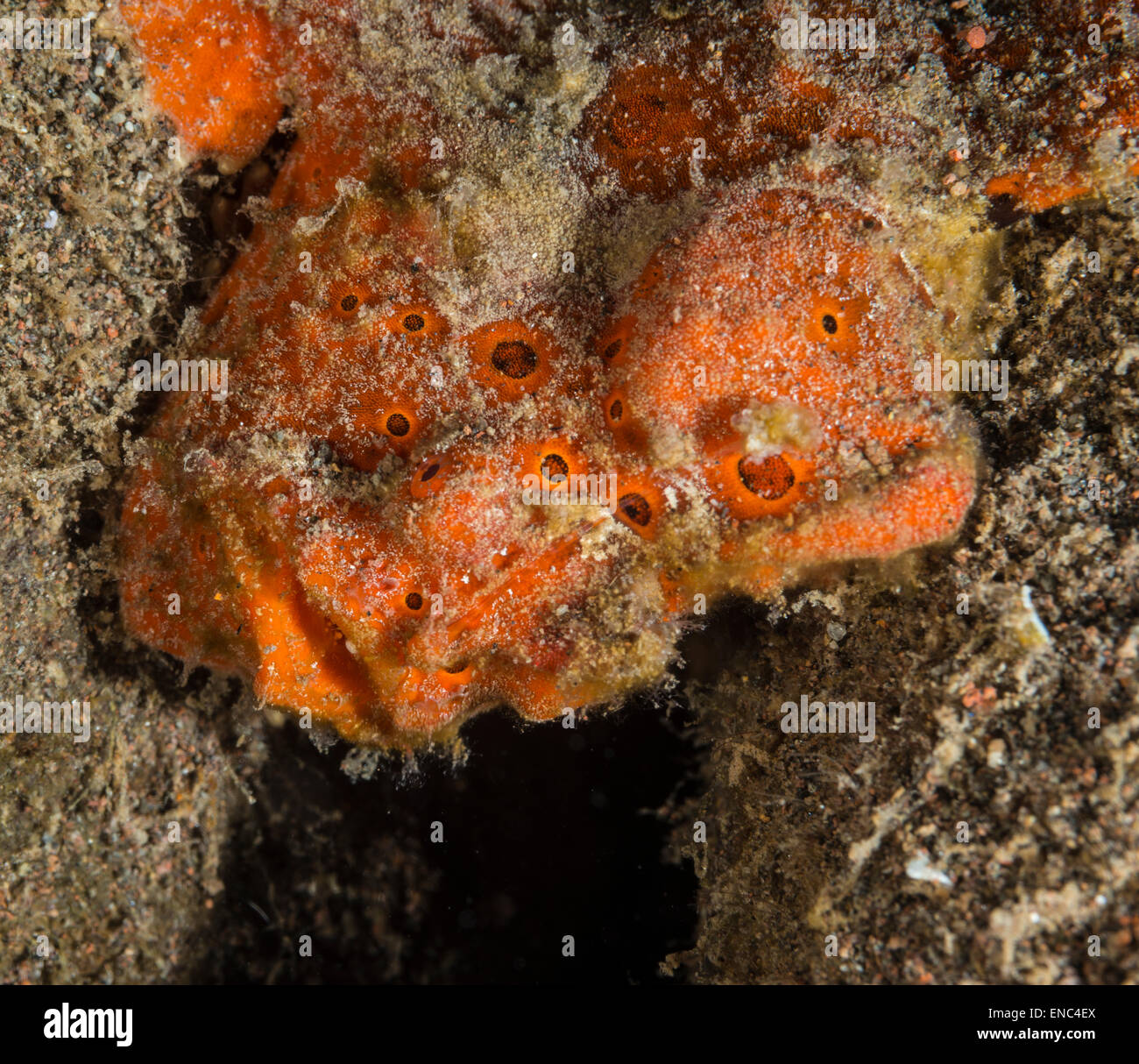 Spotted frogfish hi-res stock photography and images - Alamy