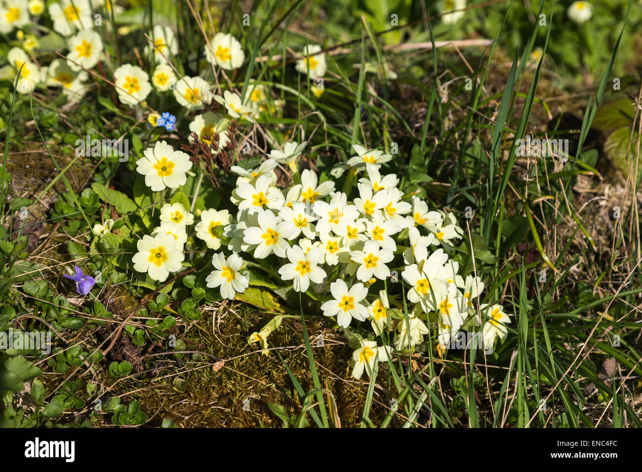 Yellow primroses (Primula vulgaris) in spring in England, UK Stock ...