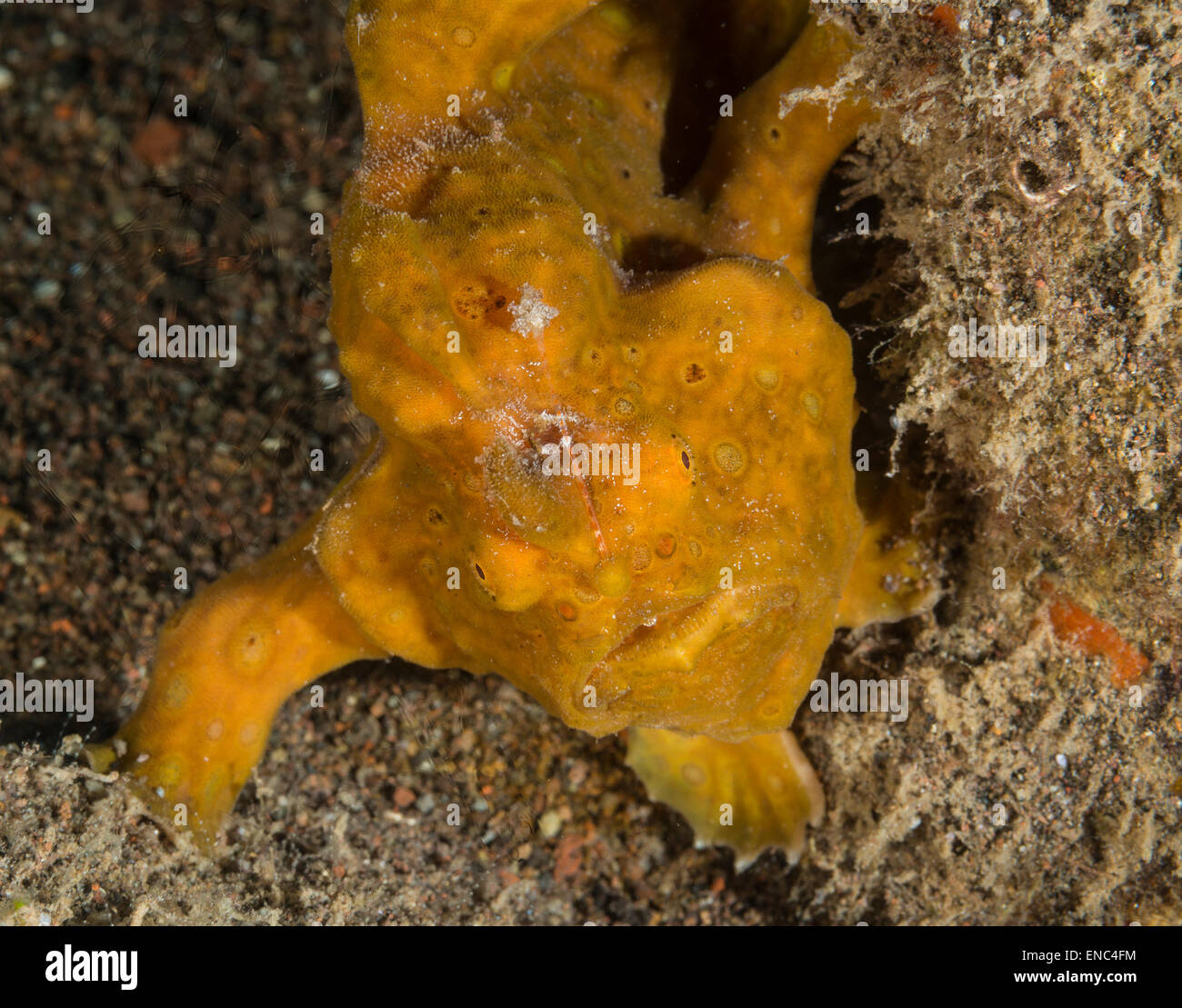 Juvenile yellow painted frogfish on a coral Stock Photo - Alamy