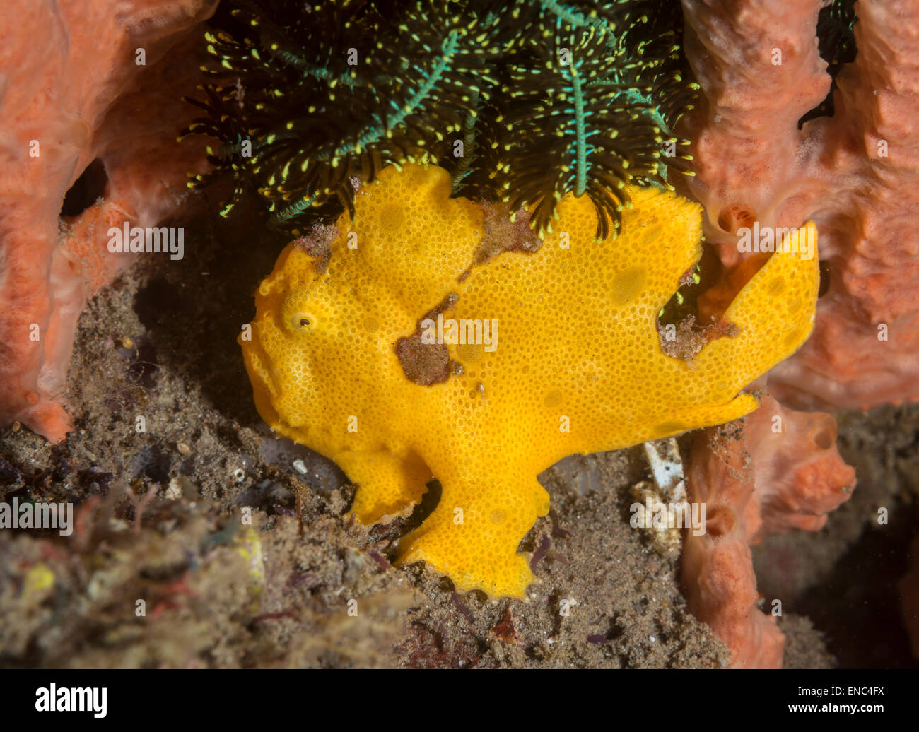 Juvenile yellow painted frogfish on a coral Stock Photo - Alamy