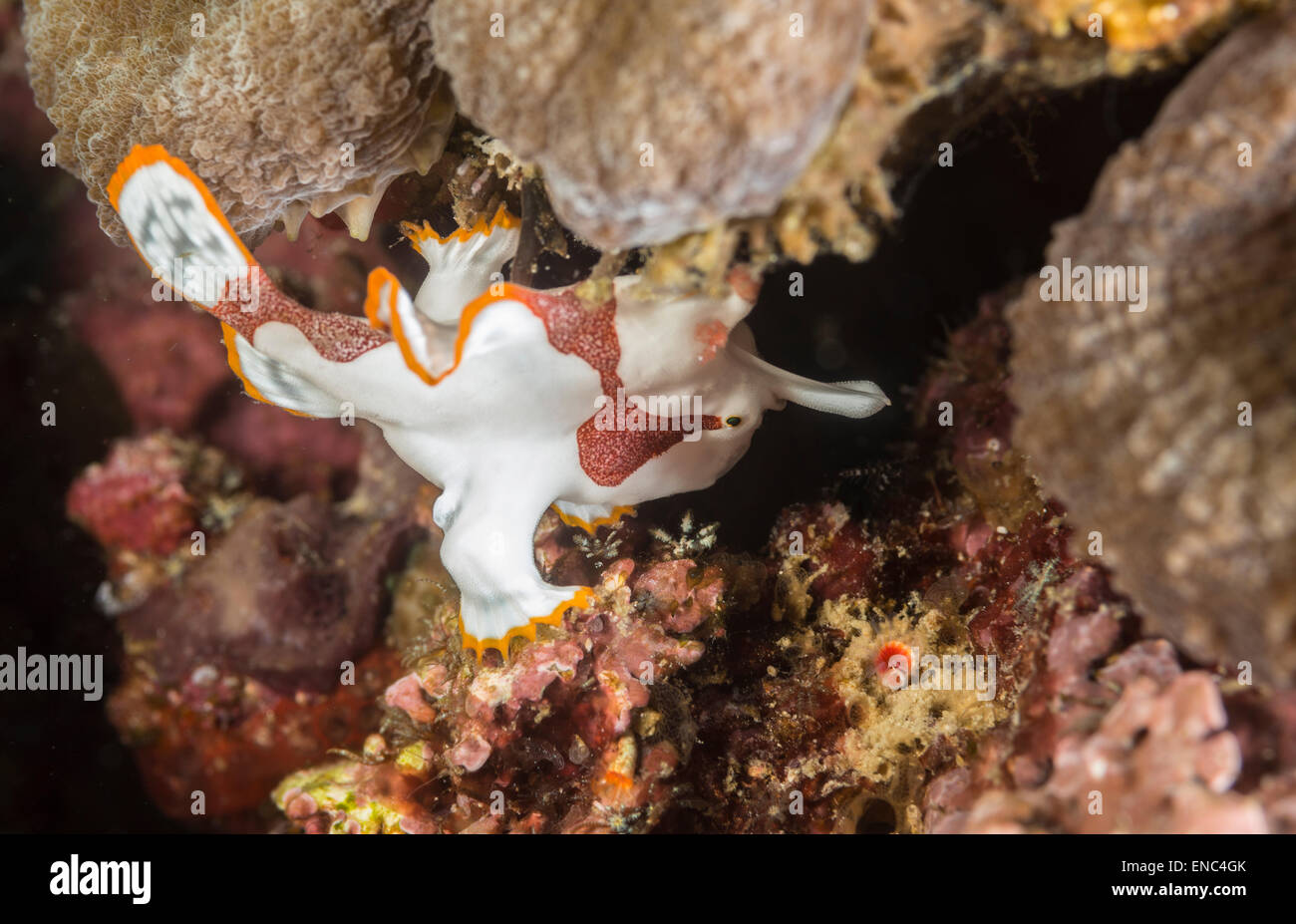 Baby clown frogfish on a coral Stock Photo - Alamy