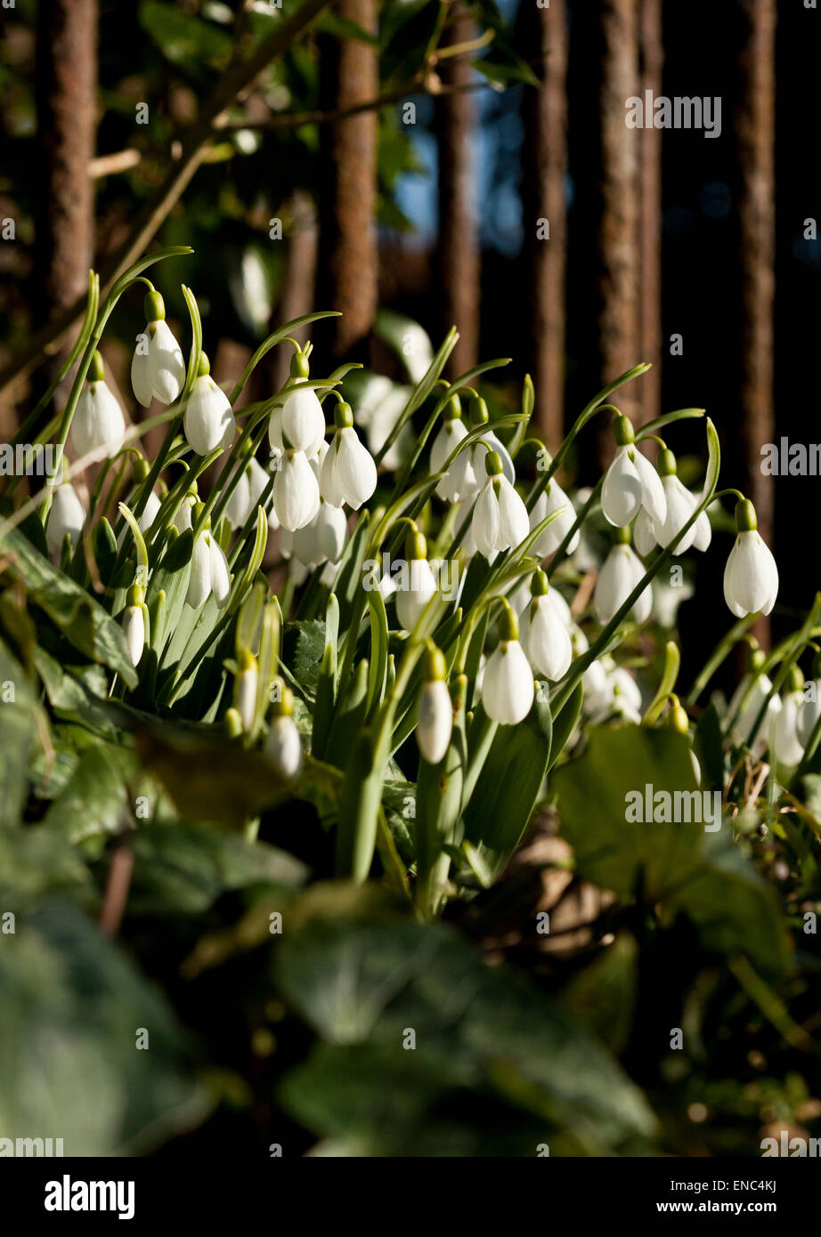 Buds snowdrops hi-res stock photography and images - Alamy