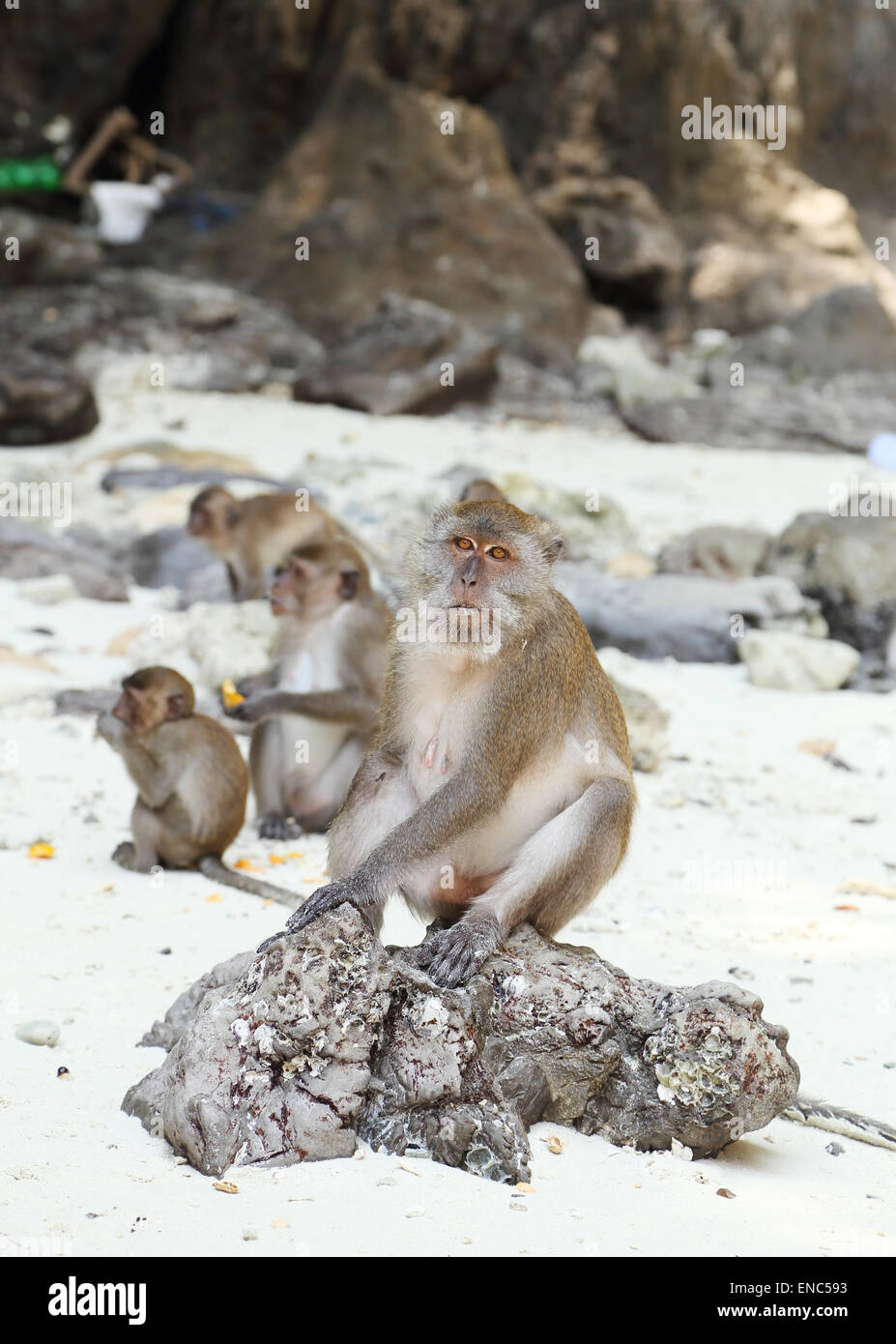 Monkey beach. Crab-eating macaque at Phi-Phi island, Thailand Stock ...