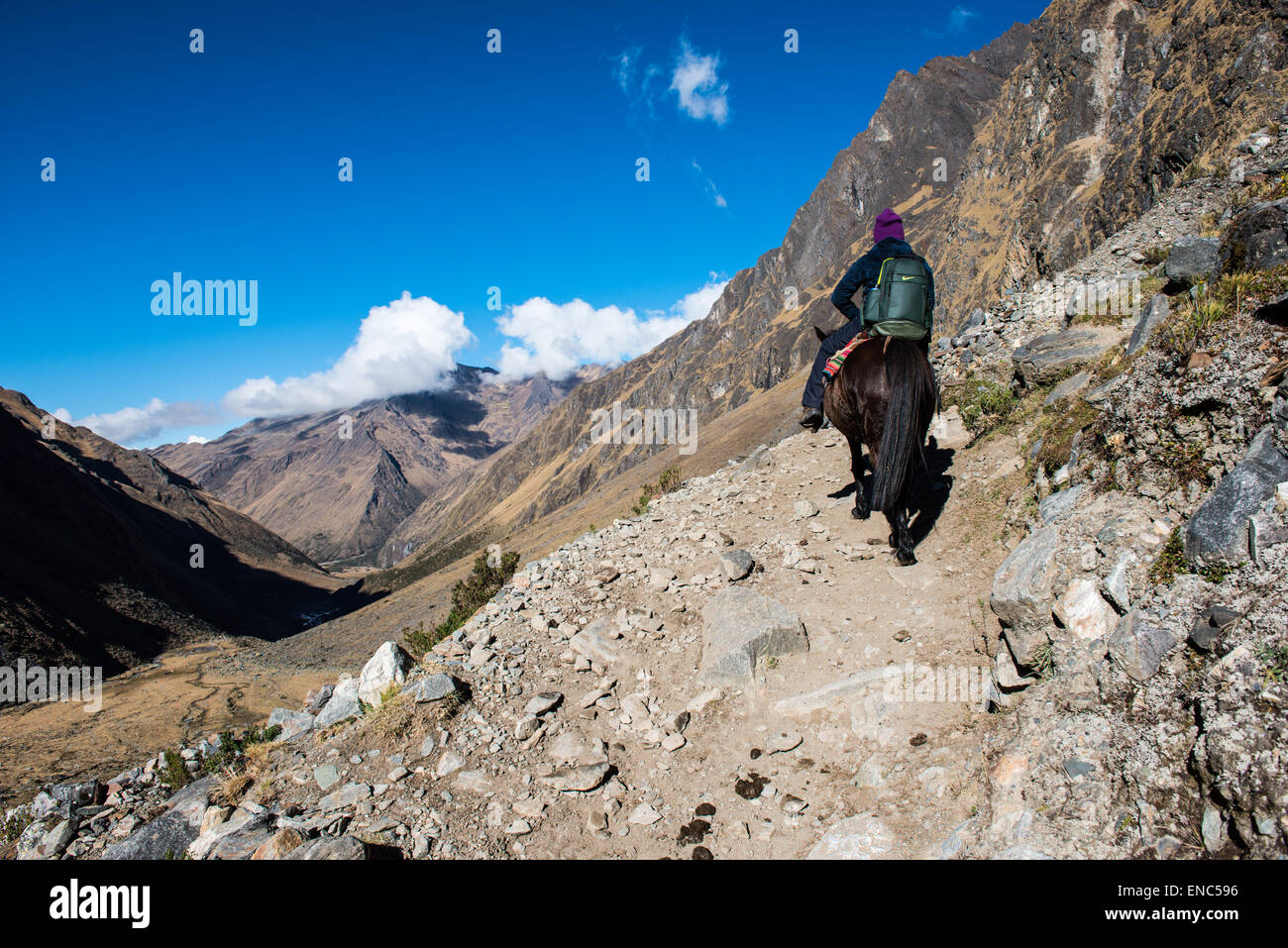 Trekker on mule on narrow mountain path climbing to the Abra Salkantay ...