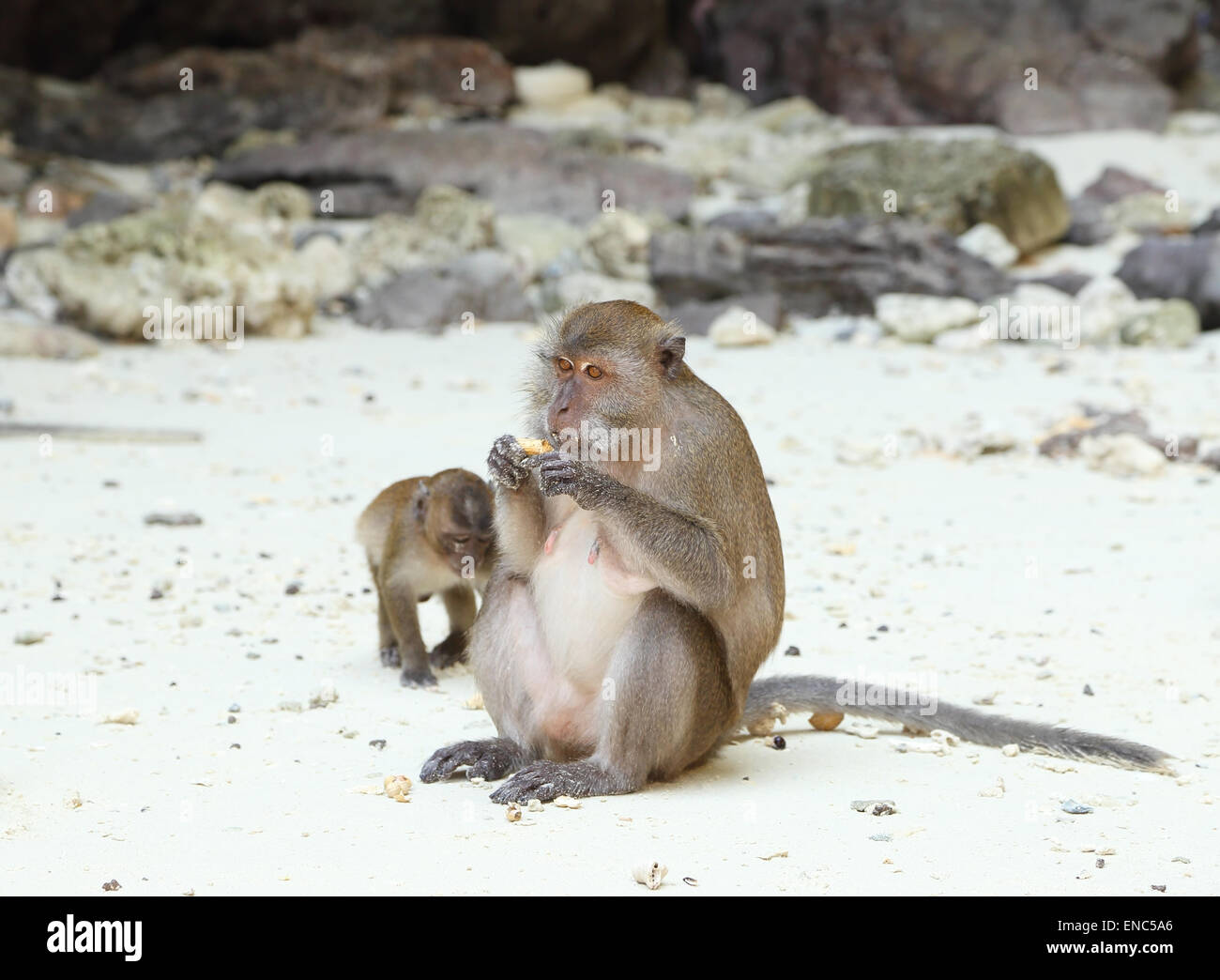 Monkey beach. Crab-eating macaque at Phi-Phi island, Thailand Stock ...