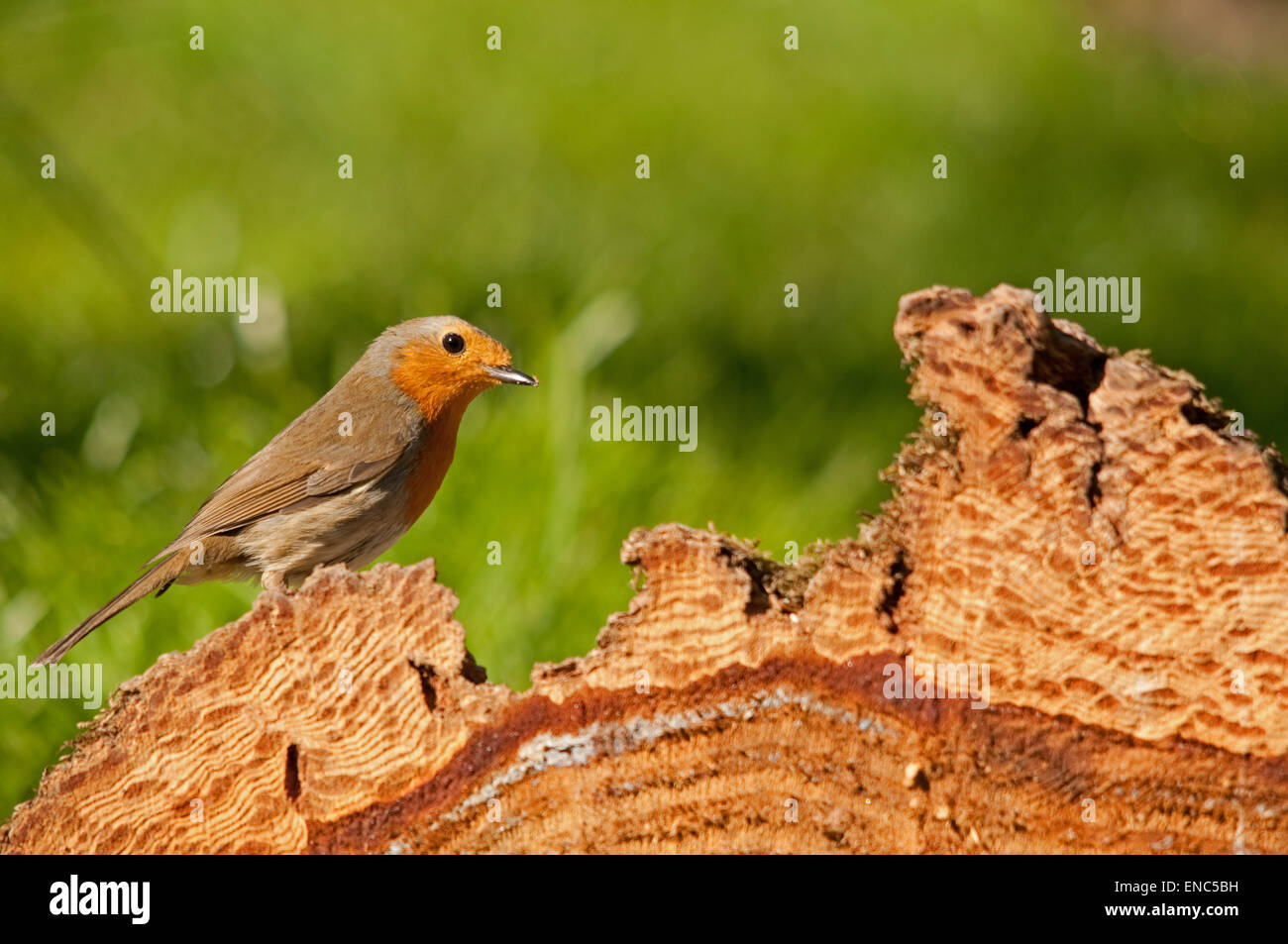 Robin foraging on felled Pine Tree stump Stock Photo - Alamy