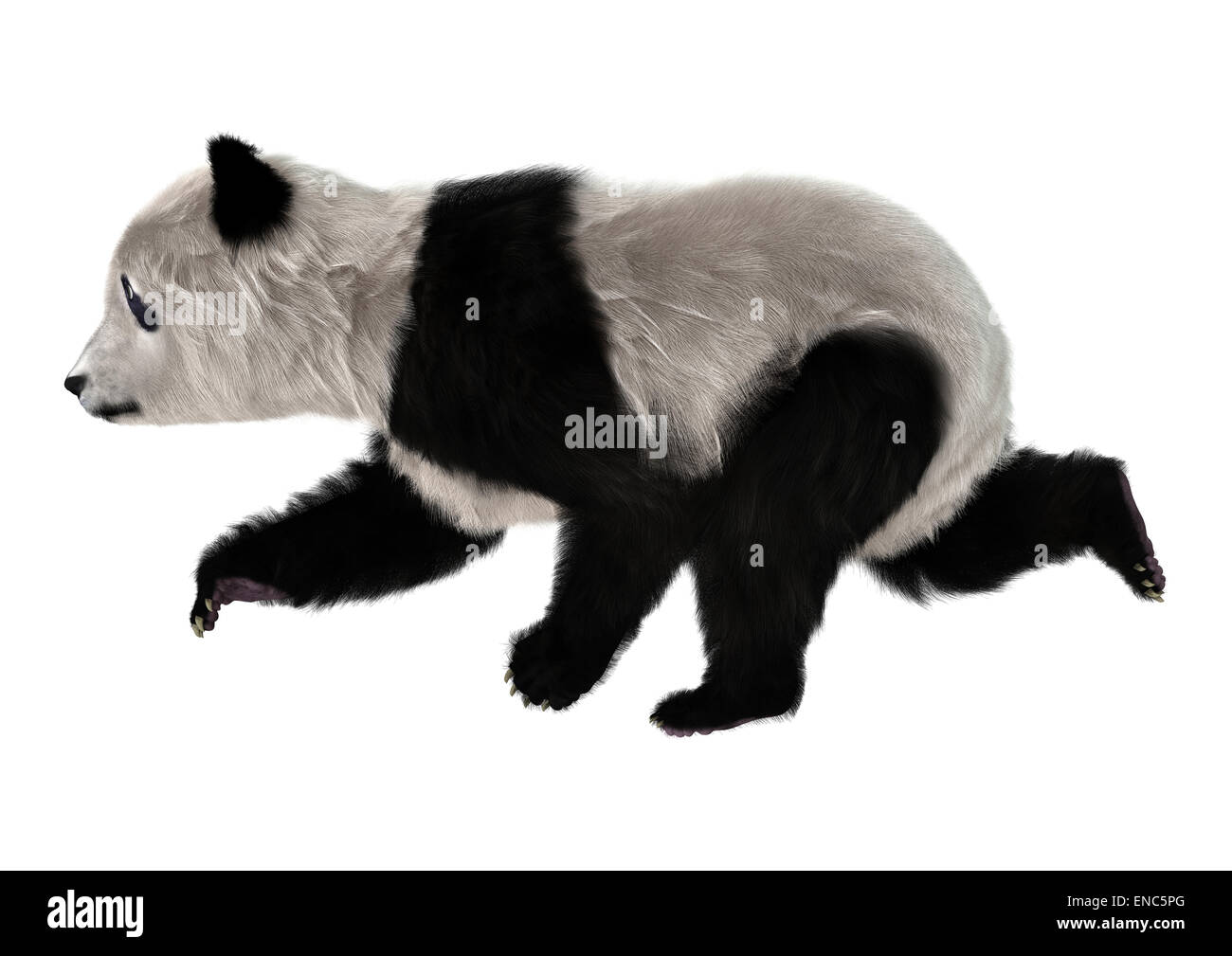 Giant panda running hi-res stock photography and images - Alamy