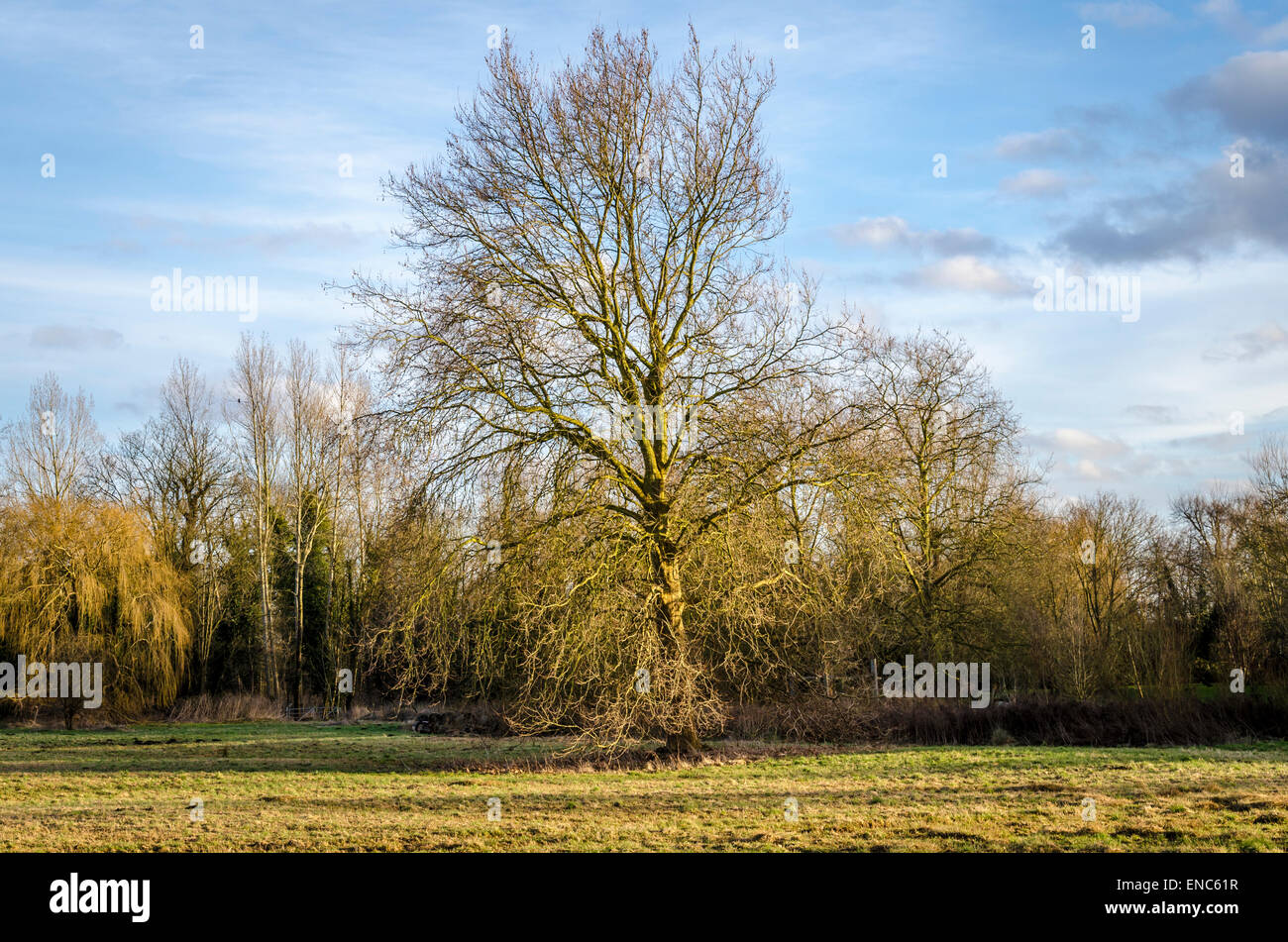 Winter countryside scene Stock Photo - Alamy