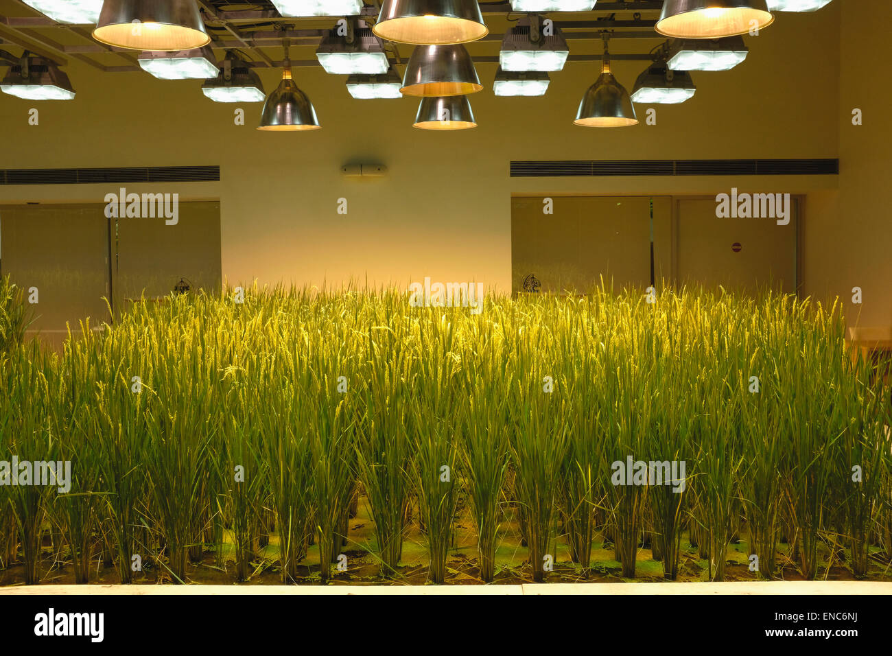 Indoor rice paddy Stock Photo - Alamy