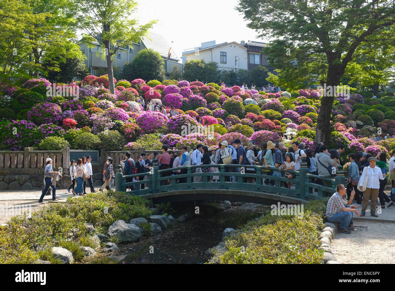 Azalea garden at Nezu Shrine Stock Photo - Alamy