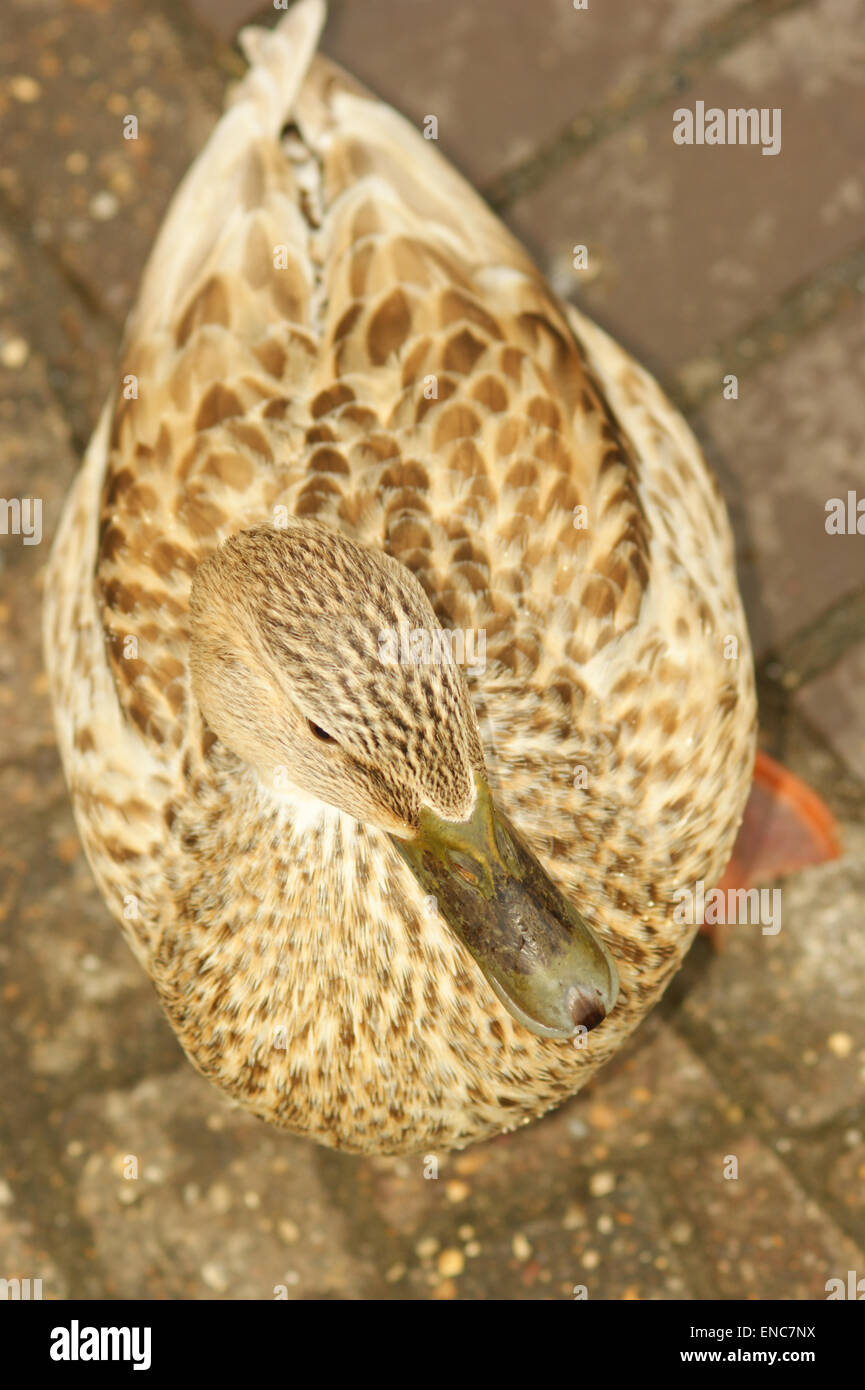 Overhead view of a female Mallard duck . Seen at Finsbury Park , London ...