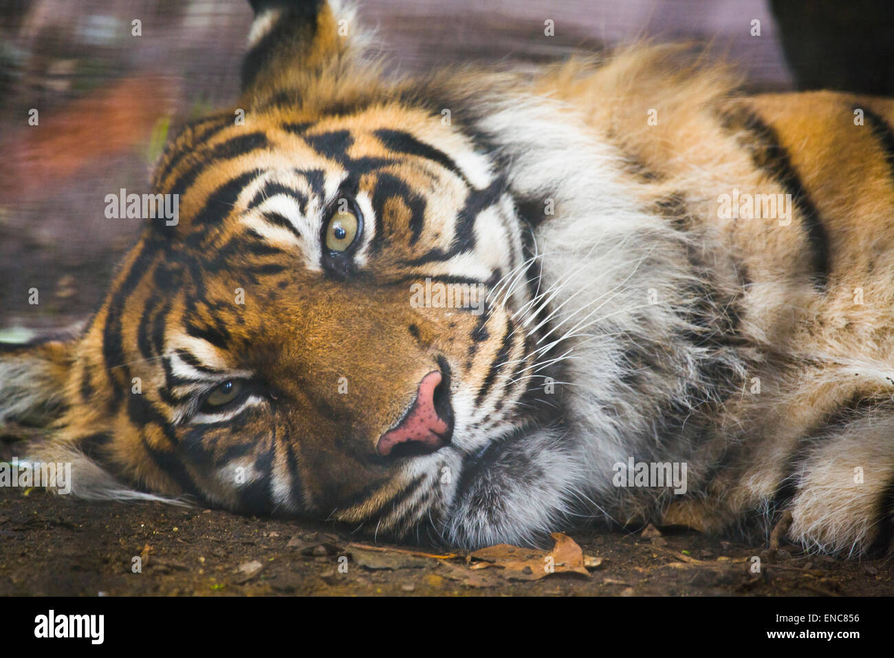 Captive tiger laying lying side hi-res stock photography and images - Alamy