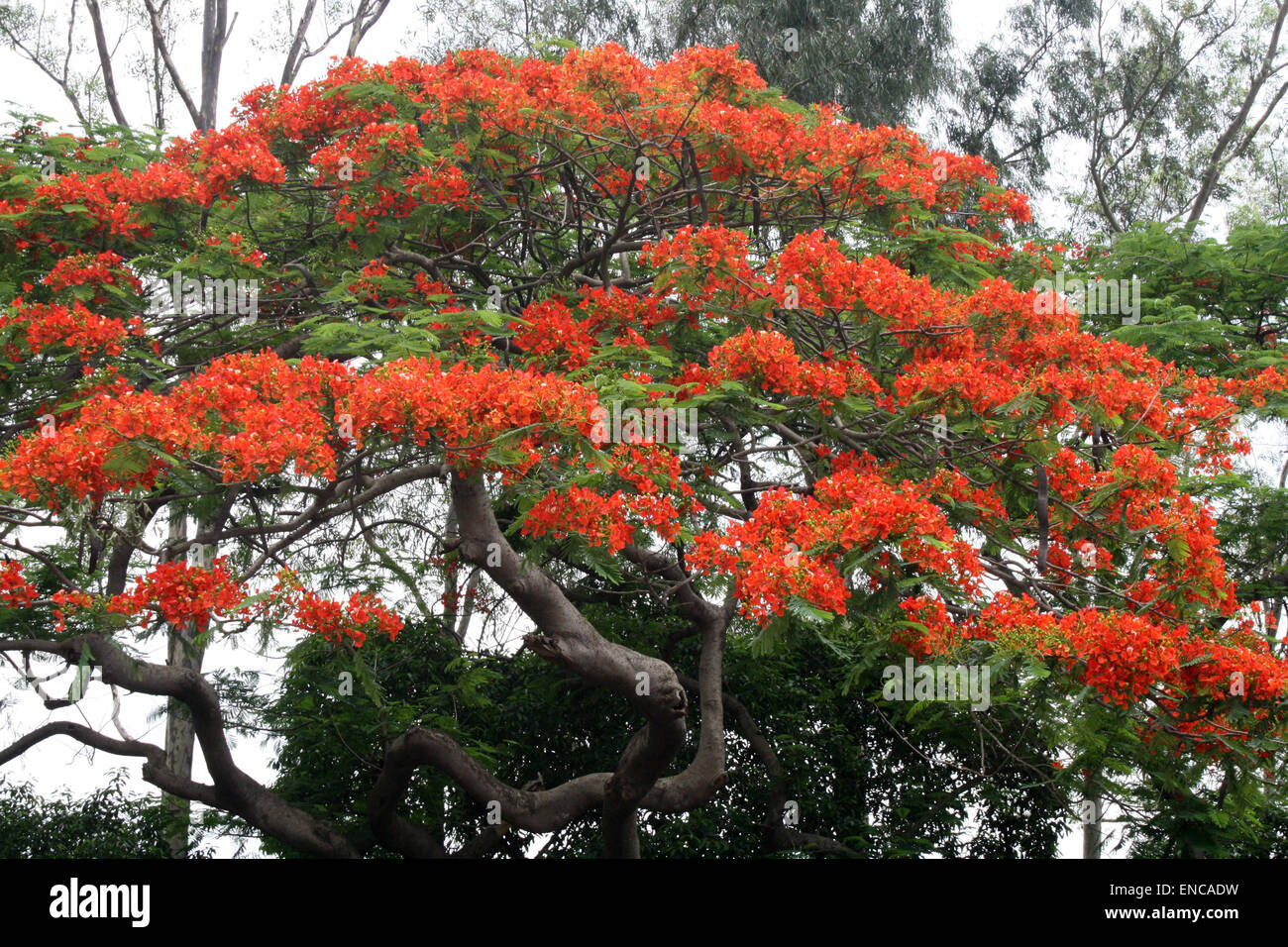 Dhaka, Bangladesh. 2nd May, 2015. Beautiful 'flame tree', also known as ...