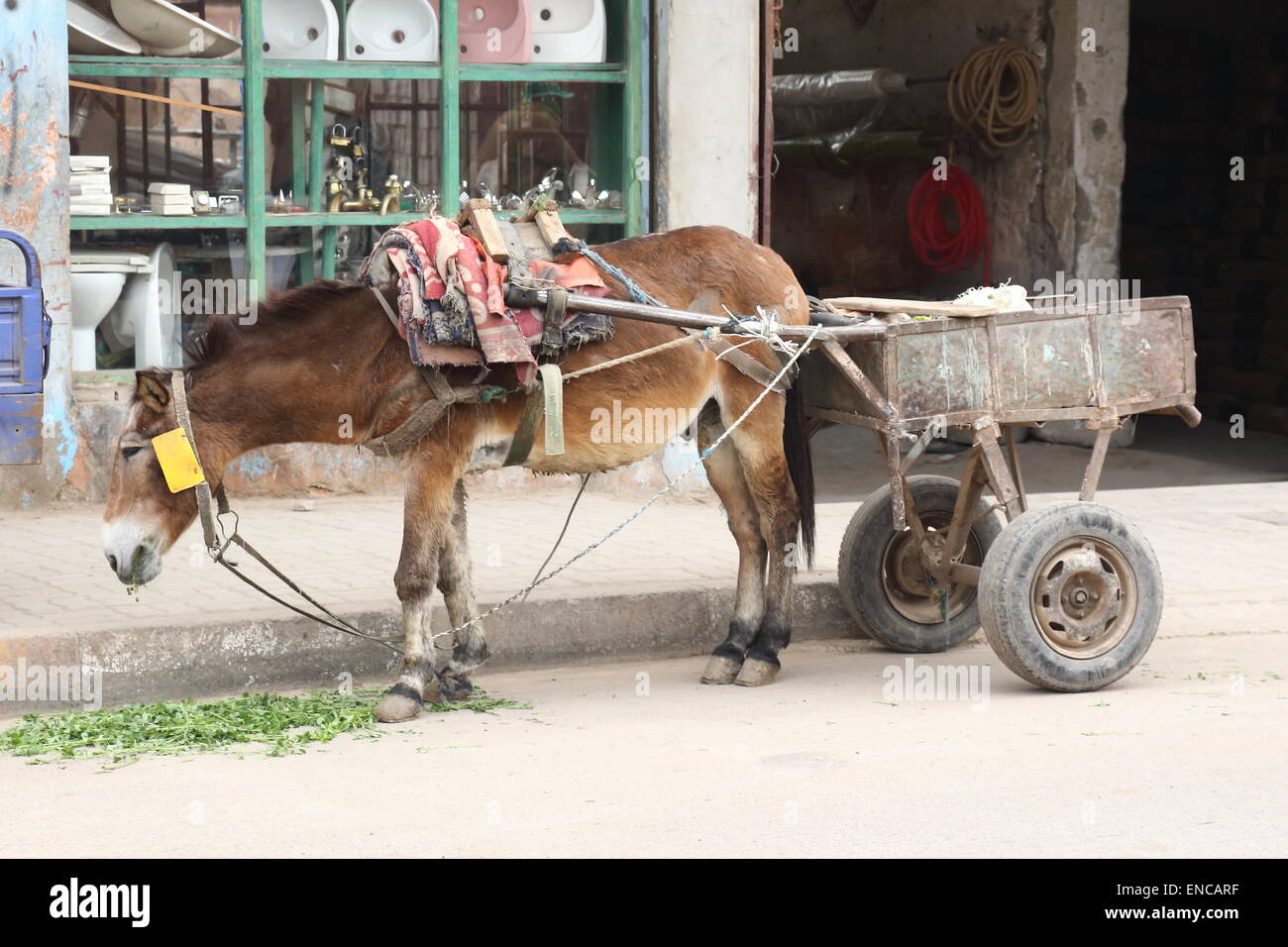Donkey cart marrakech morocco north hi-res stock photography and images ...
