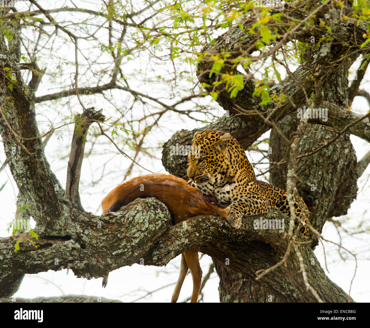 Leopards In Trees With Prey
