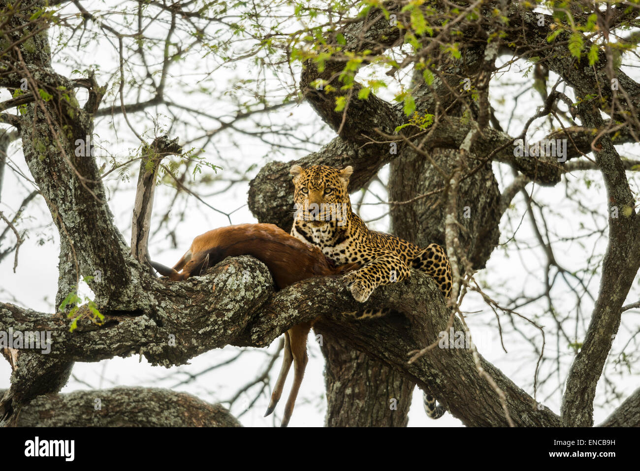 Leopard in a tree with its prey, Serengeti, Tanzania, Africa Stock ...