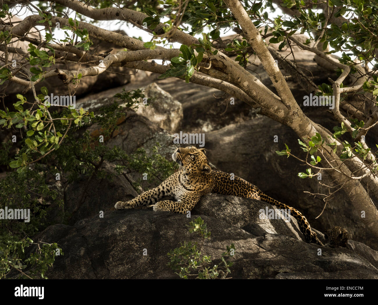 Horizontal leopard on tree hi-res stock photography and images - Alamy