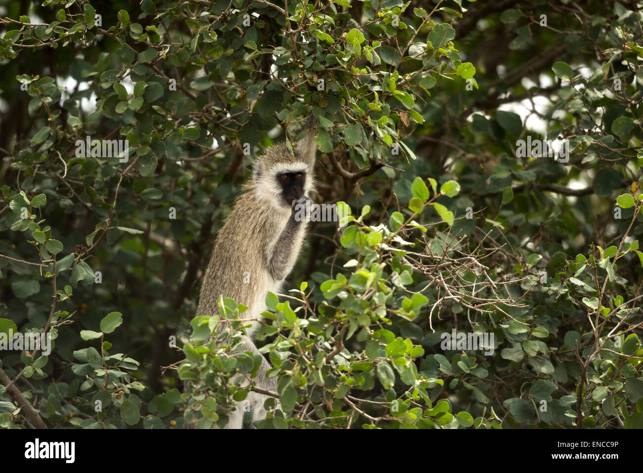 Vervet monkey, Chlorocebus pygerythrus, eating, Serengeti, Tanzania ...