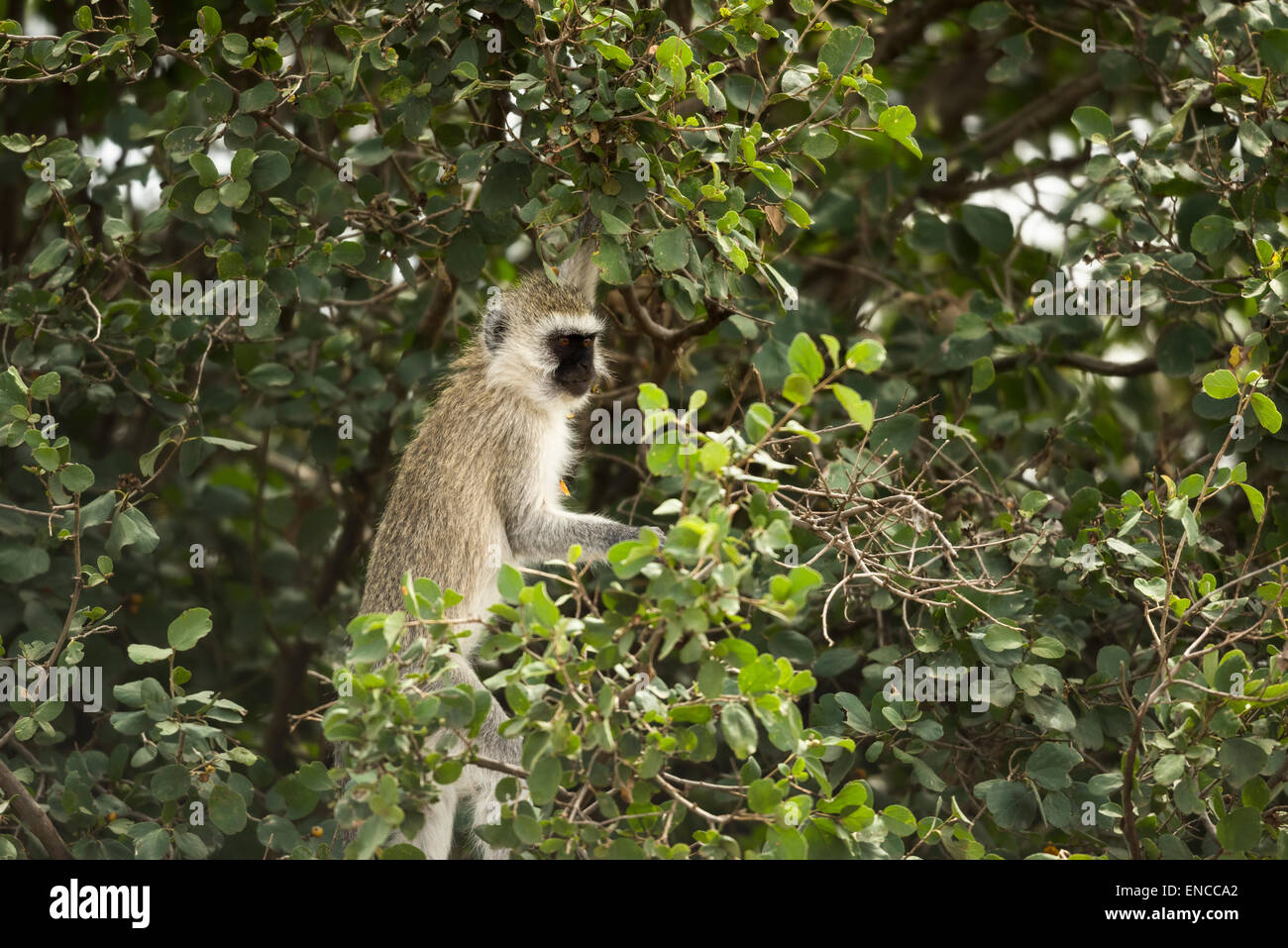Monkey Climbing Tree High Resolution Stock Photography and Images - Alamy