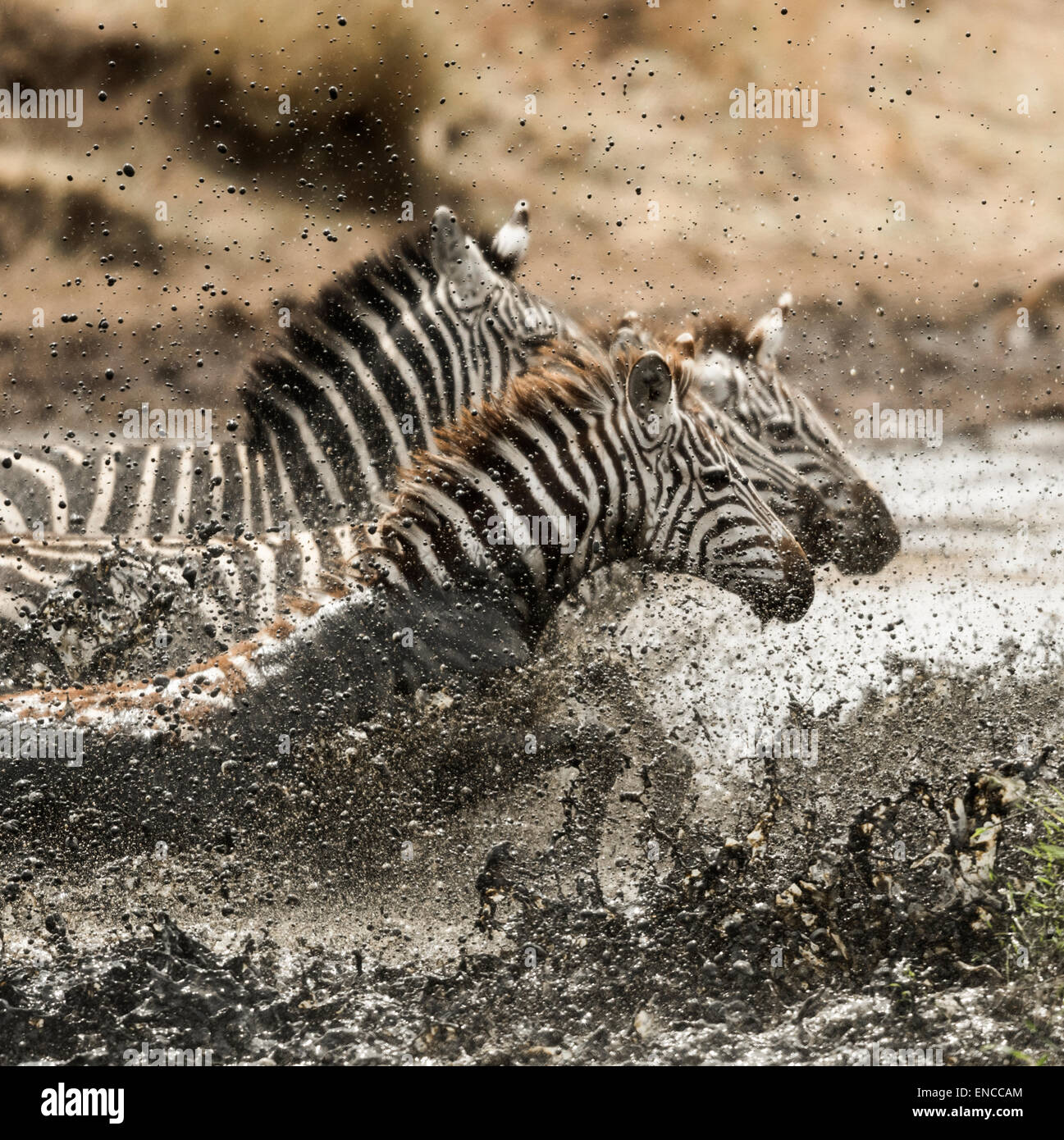 Zebra galloping hi-res stock photography and images - Alamy