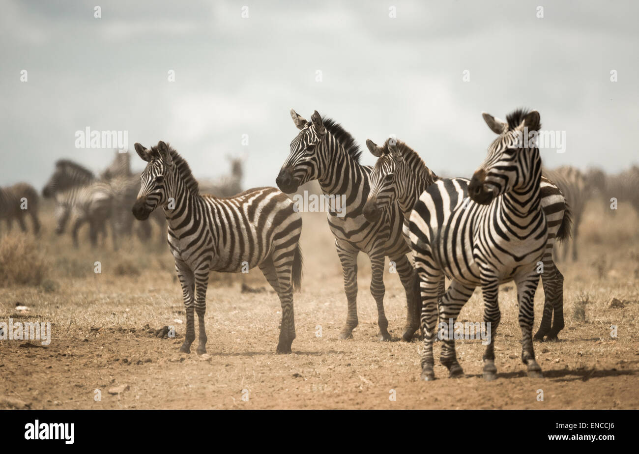 Africa safari wildlife standing hi-res stock photography and images - Alamy