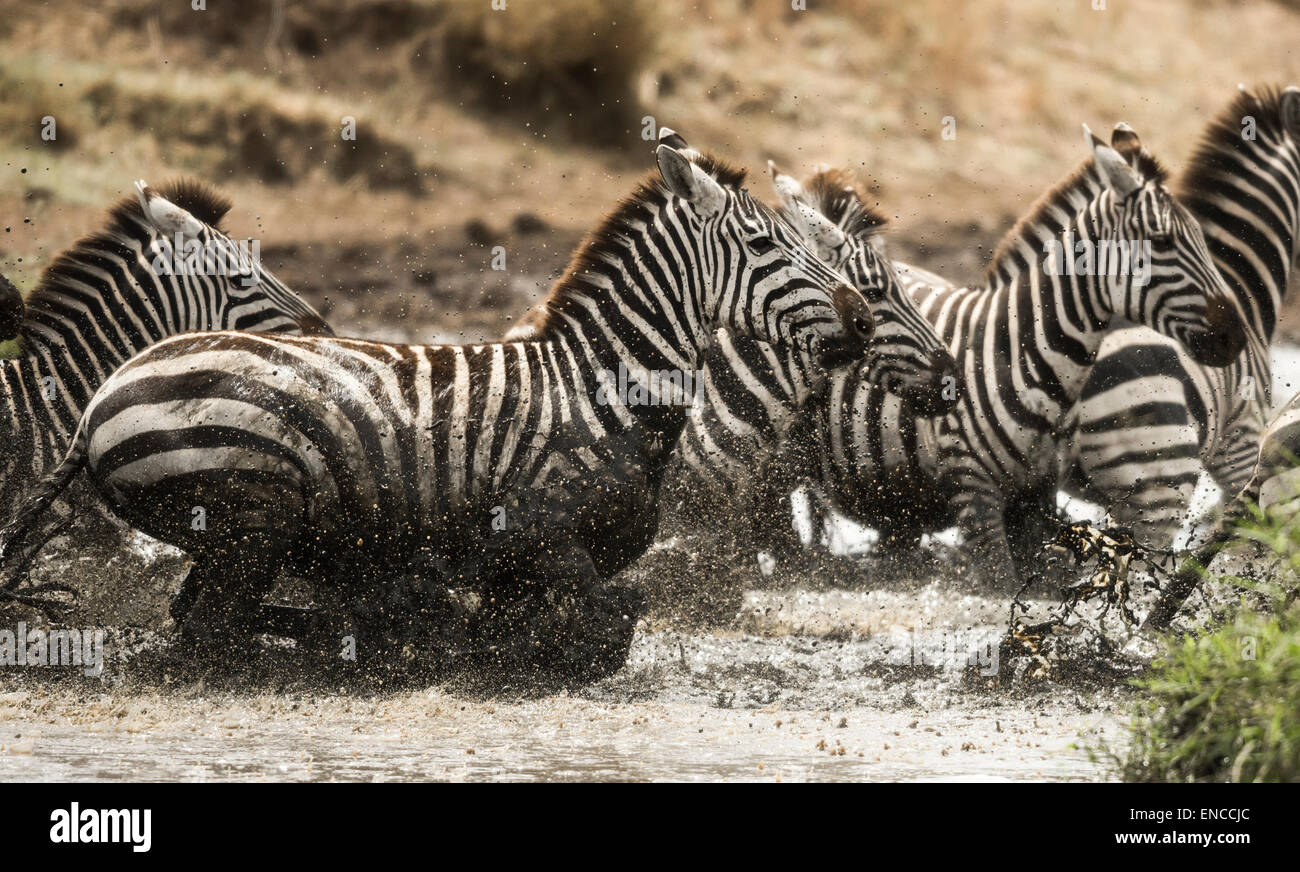 Zebra Galloping High Resolution Stock Photography and Images - Alamy