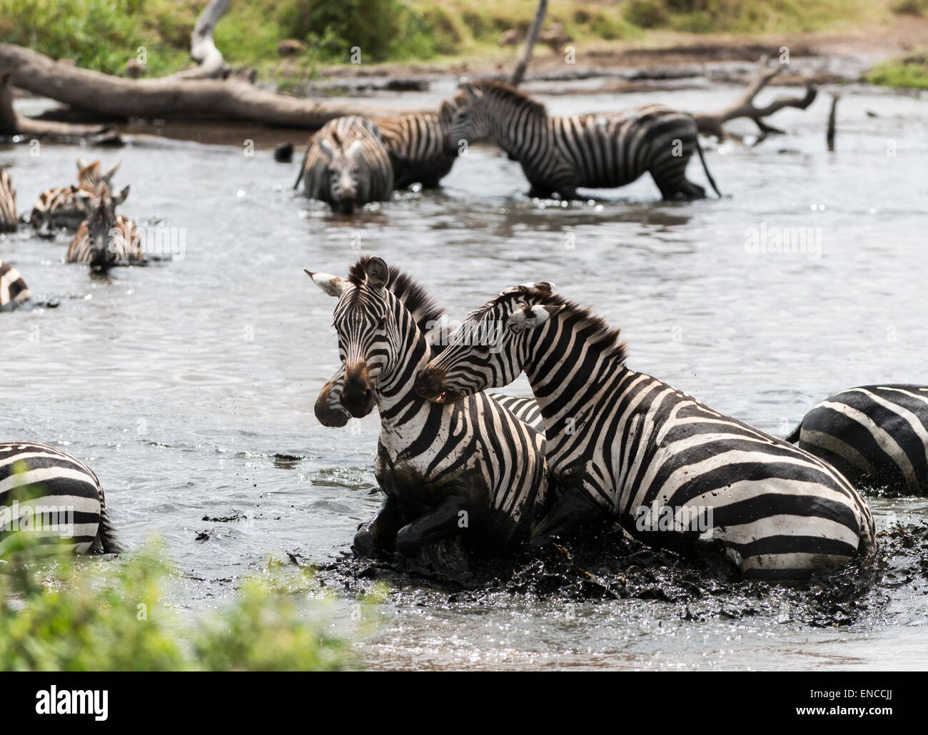 Animals fighting in the wild hi-res stock photography and images - Alamy