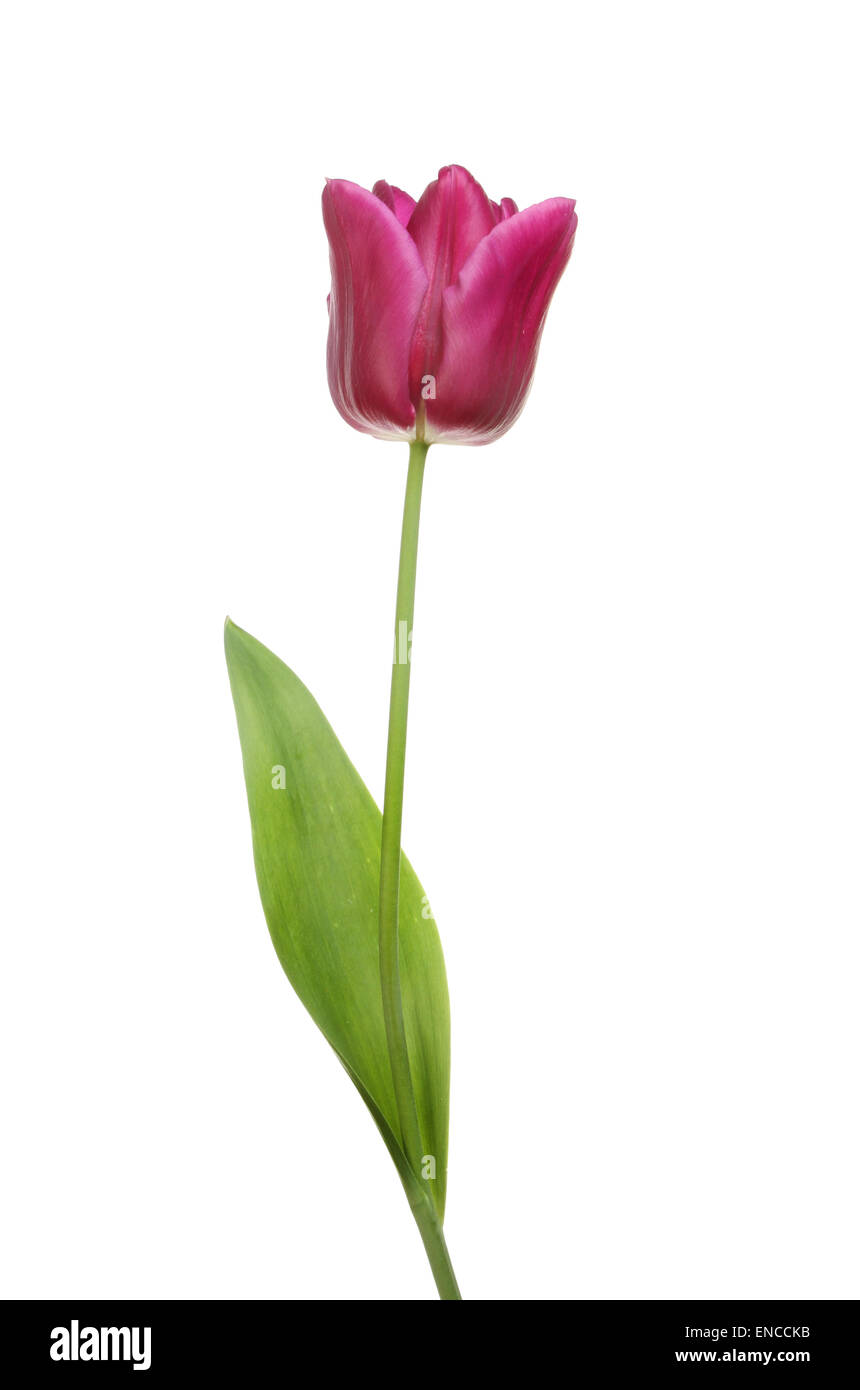 Single purple tulip flower isolated against white Stock Photo - Alamy