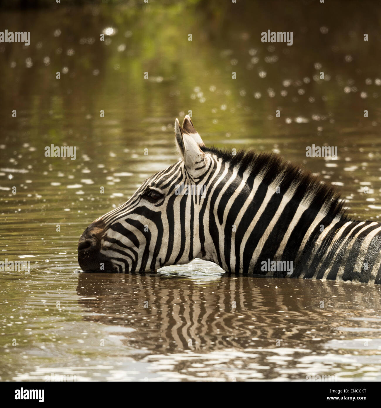 Zebra drinking in a river, Serengeti, Tanzania, Africa Stock Photo - Alamy