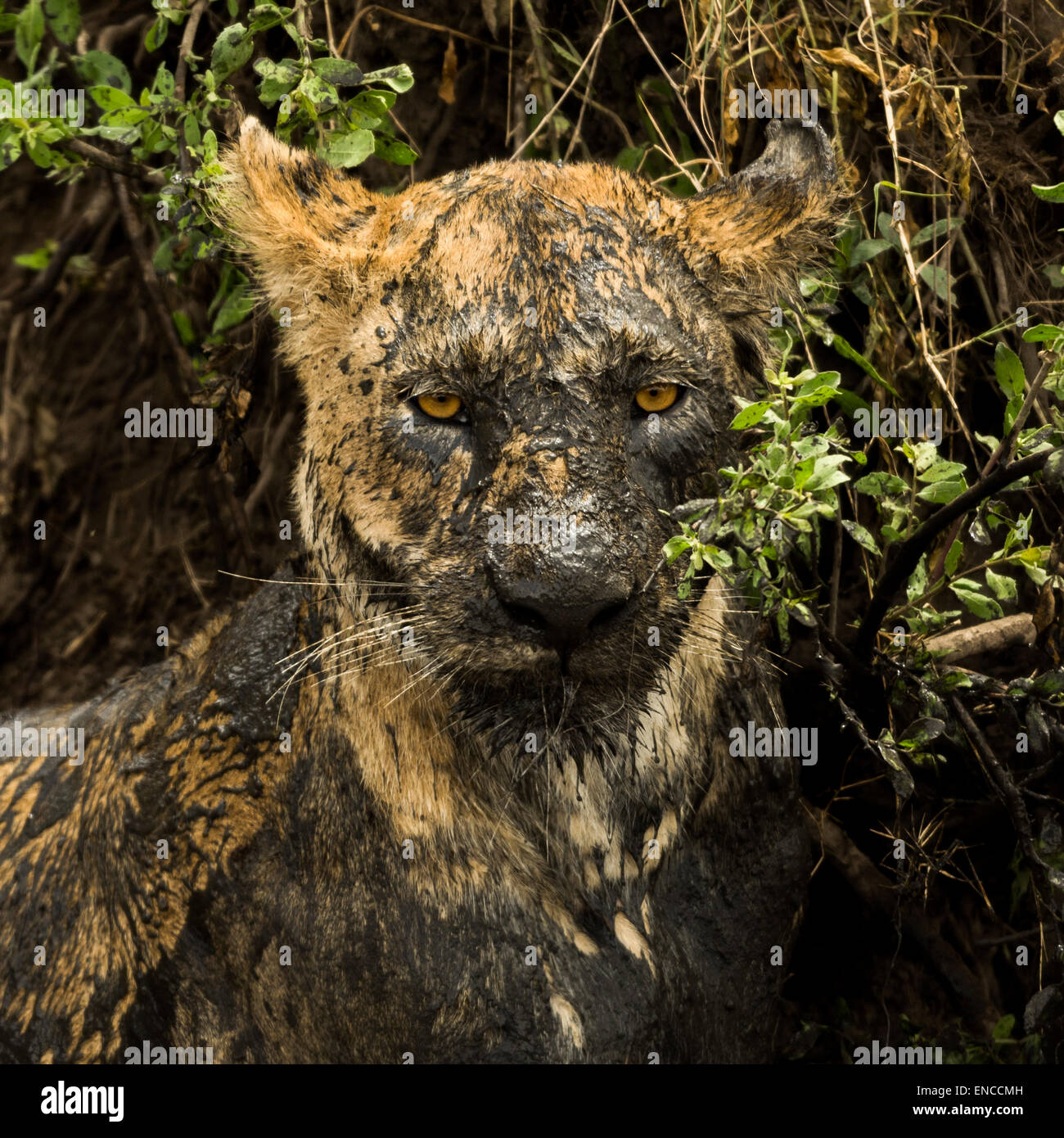 Muddy lioness hi-res stock photography and images - Alamy