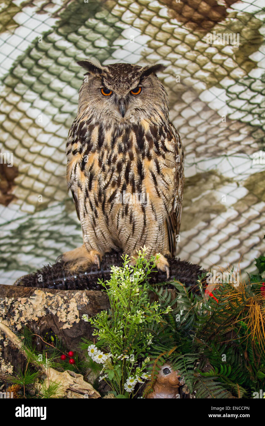 The southern white-faced owl (Ptilopsis granti) a fairly small owl in ...