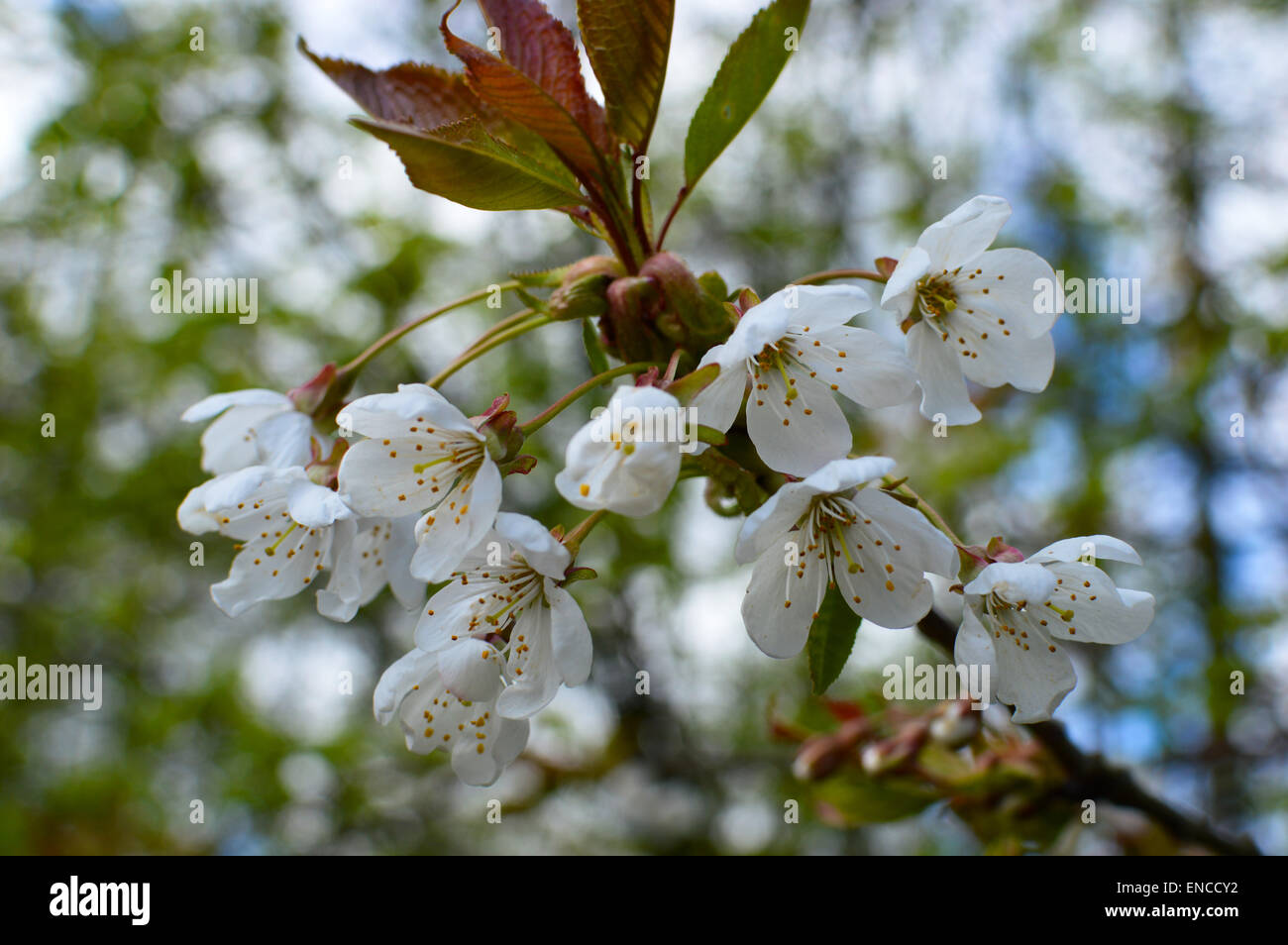 Wild Cherry (Prunus avium) blossom Stock Photo - Alamy