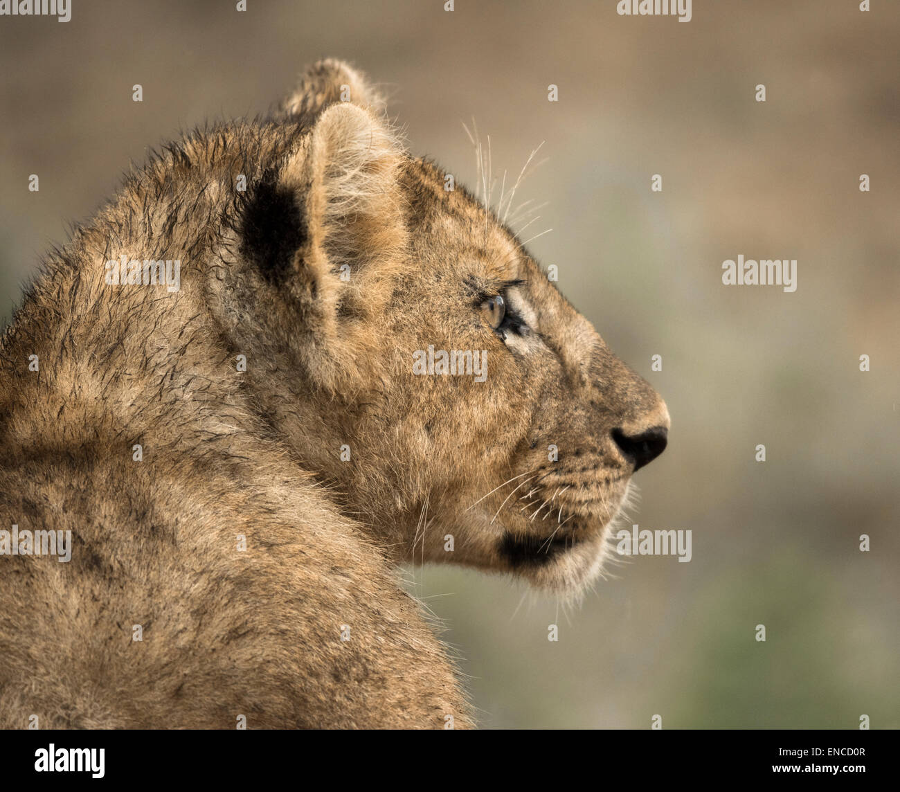 Young lion hi-res stock photography and images - Alamy