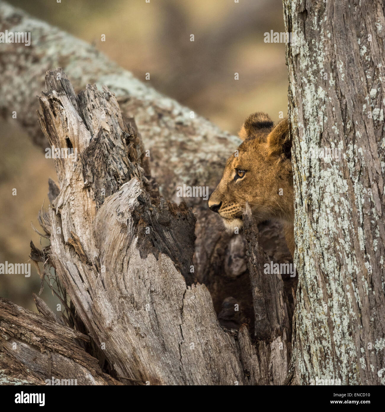 Lion standing up hi-res stock photography and images - Alamy