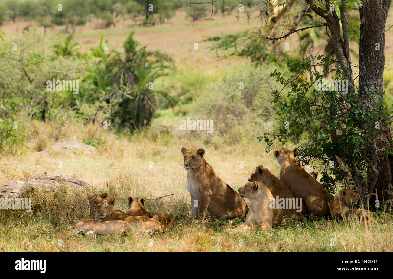Pride of lions resting, Serengeti, Tanzania, Africa Stock Photo - Alamy