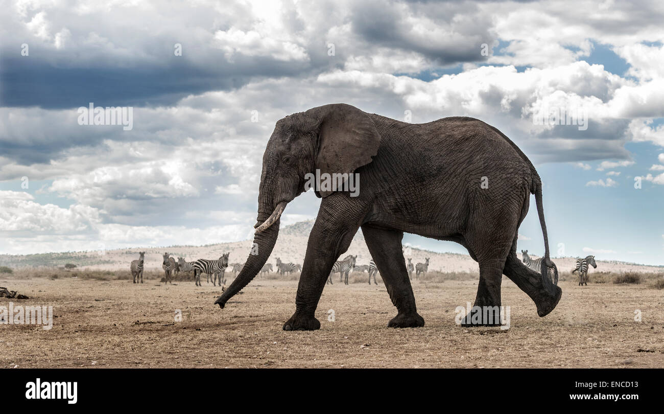 Africa wildlife people walking safari hi-res stock photography and ...