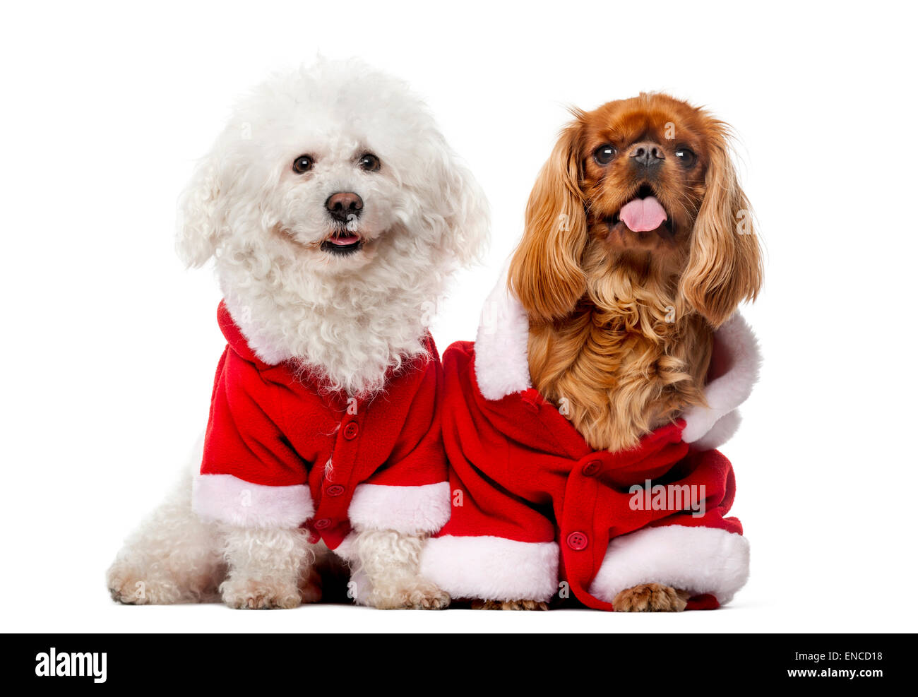 Maltese (4 years old), Cavalier King Charles Spaniel (2 years old) in ...