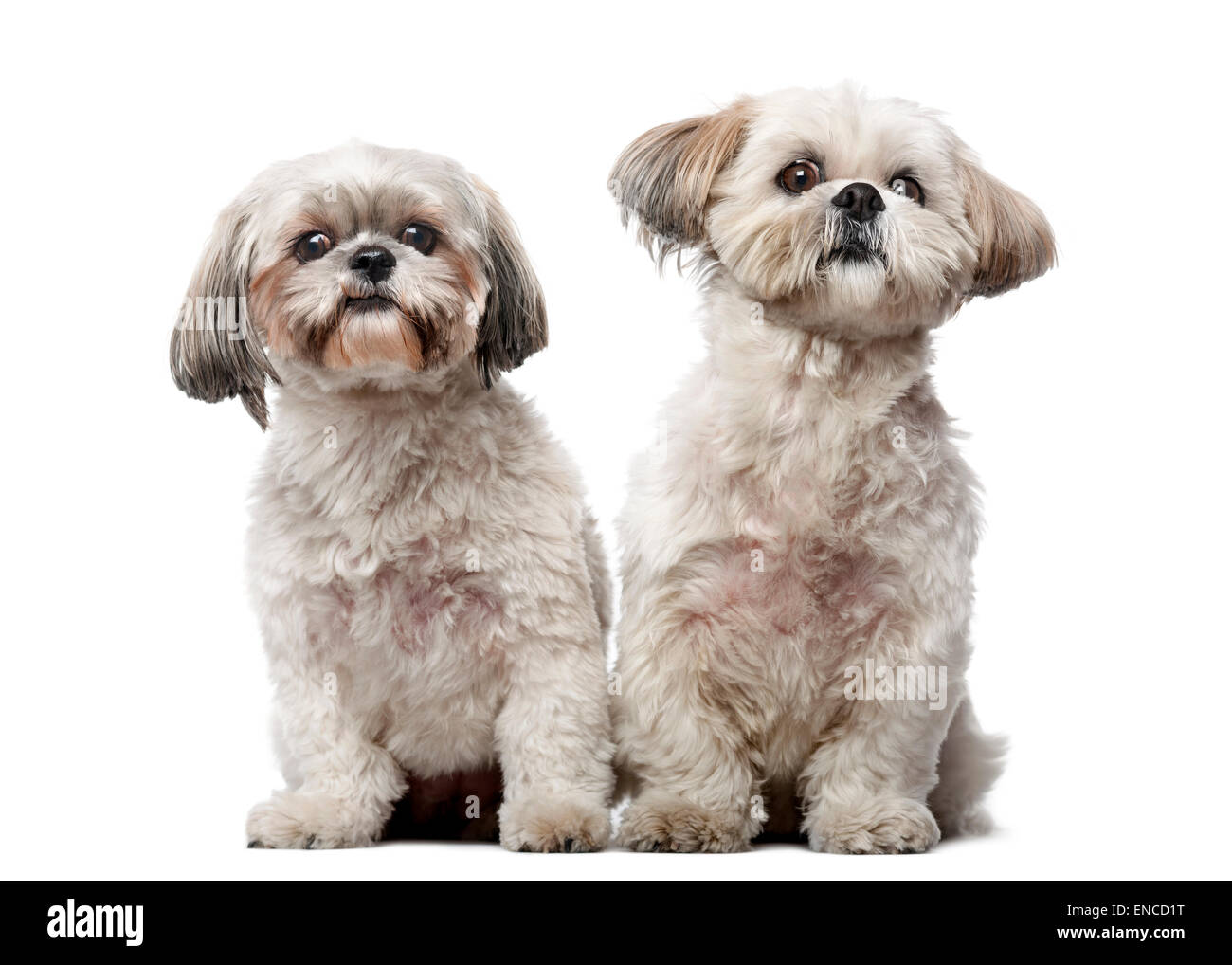 Two Shih Tzus in front of a white background Stock Photo - Alamy