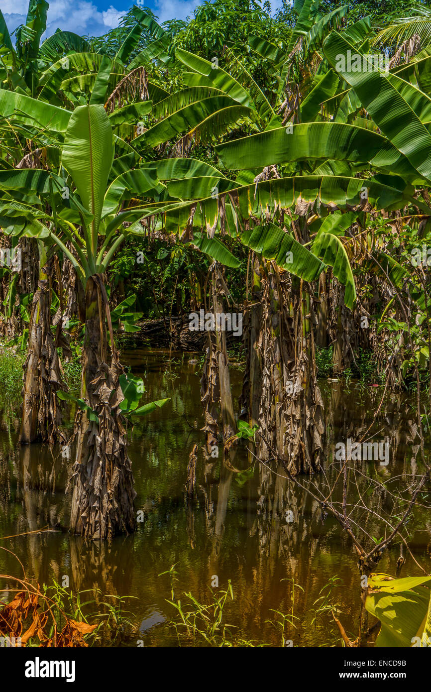 Palm Trees and ferns in the Mekong Delta Stock Photo - Alamy