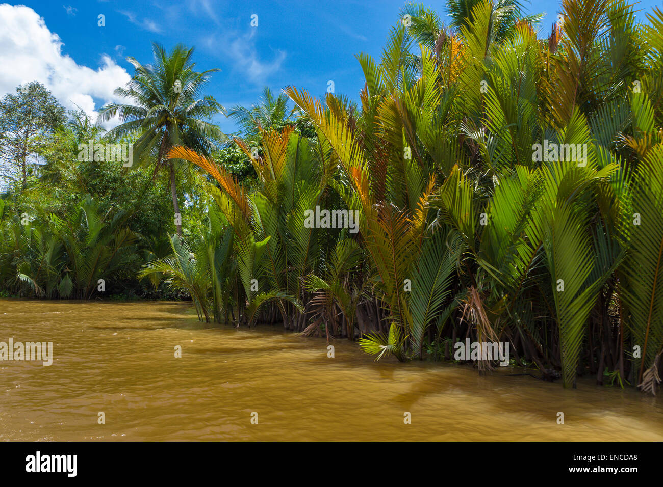 Palm Trees and ferns in the Mekong Delta Stock Photo - Alamy