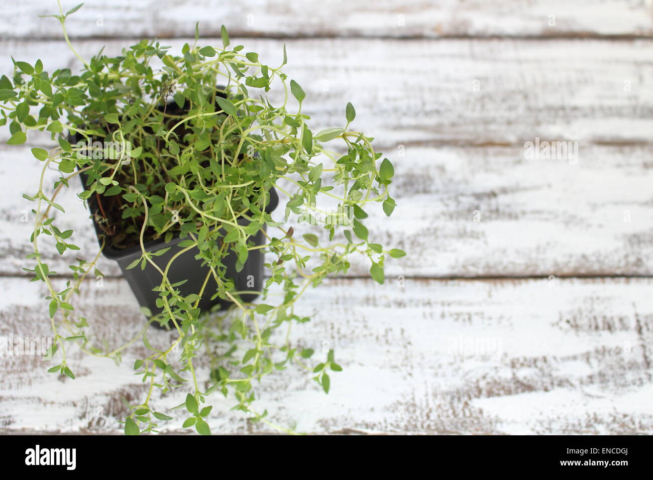 Thyme plant in pot hi-res stock photography and images - Alamy