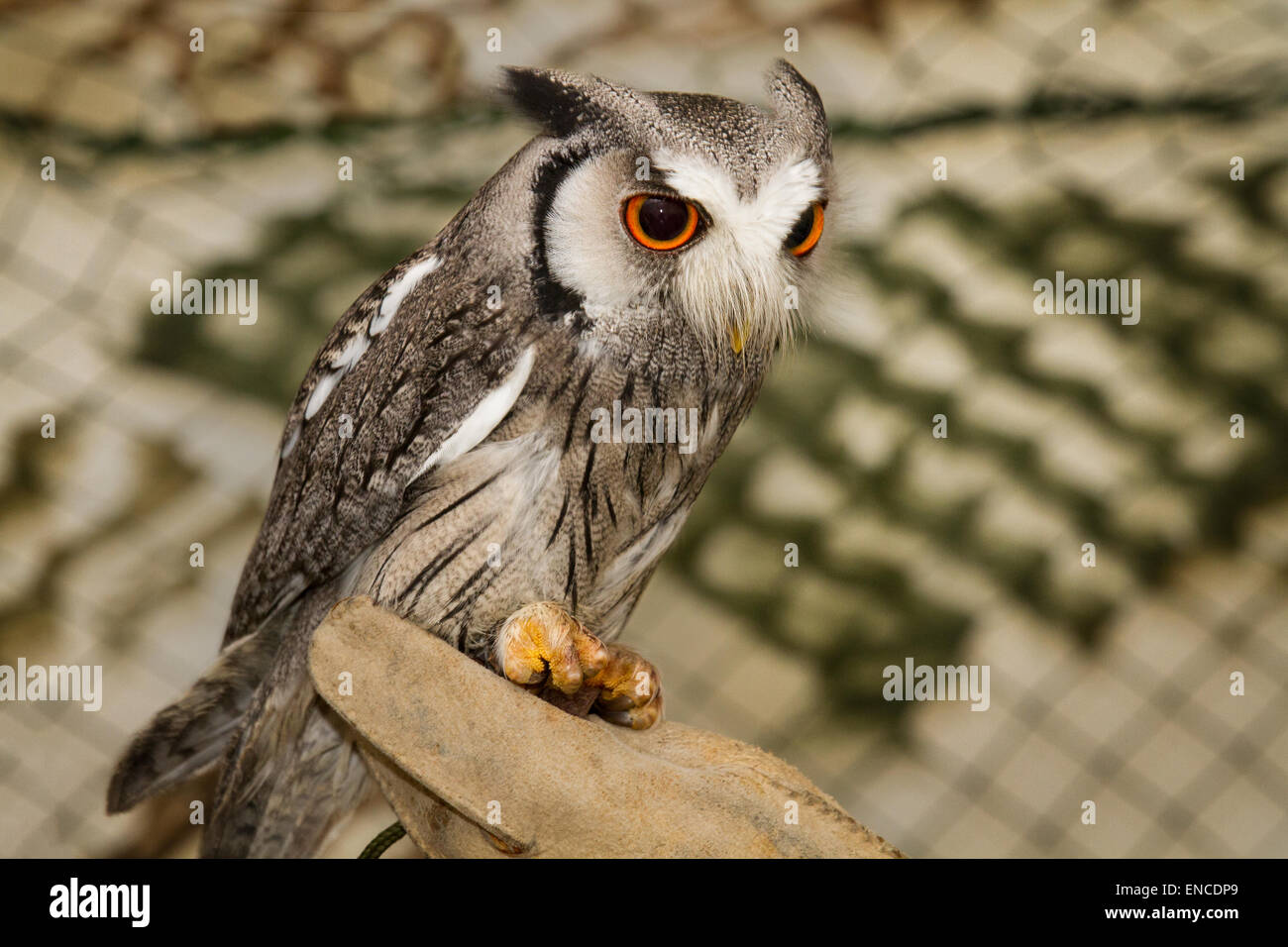 The southern white-faced owl (Ptilopsis granti) a fairly small owl in ...