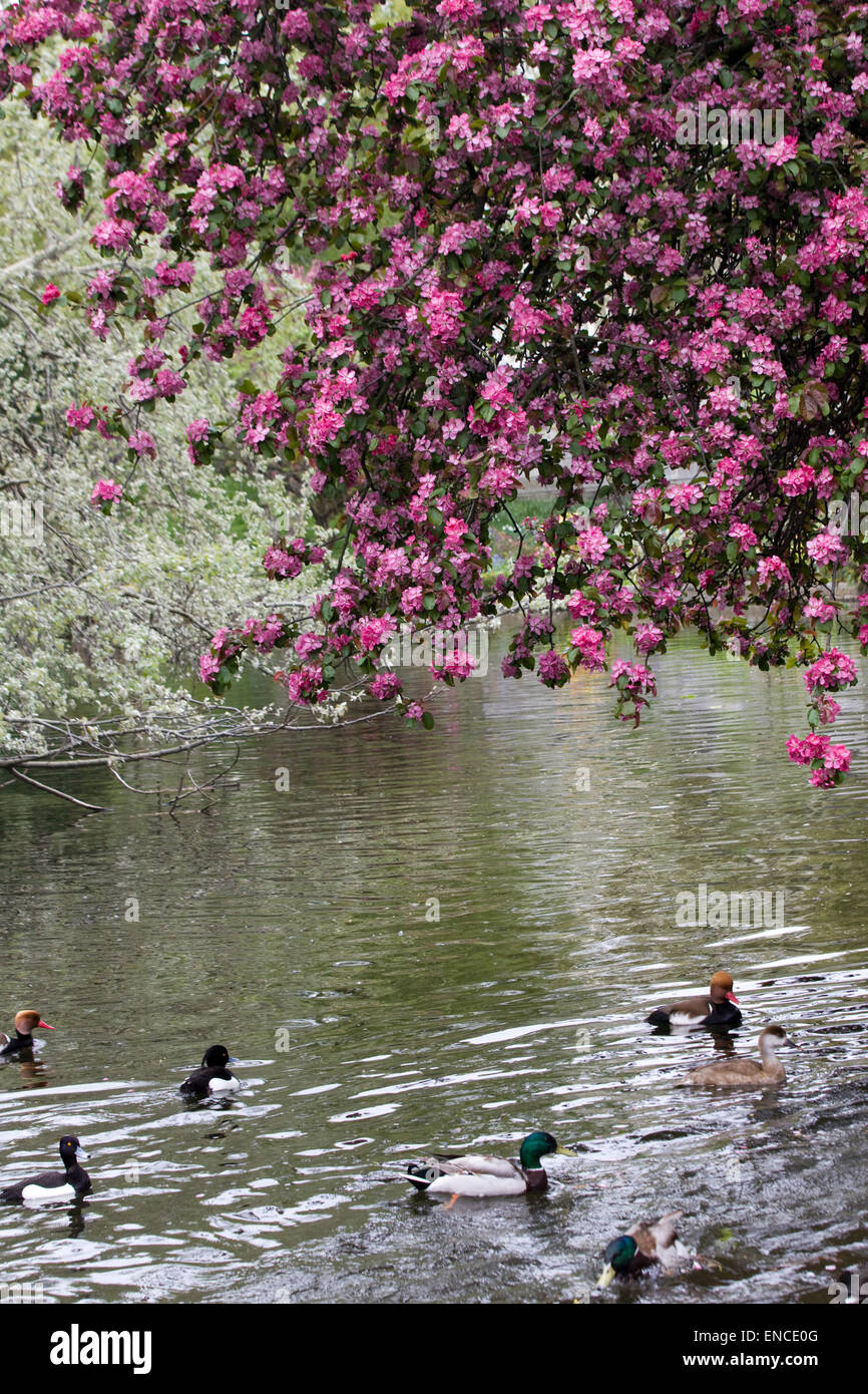 Hyde park london spring flowers hi-res stock photography and images - Alamy