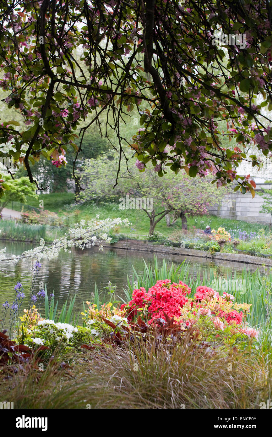 spring bloom in Hyde Park London England "splash of Color Stock Photo ...